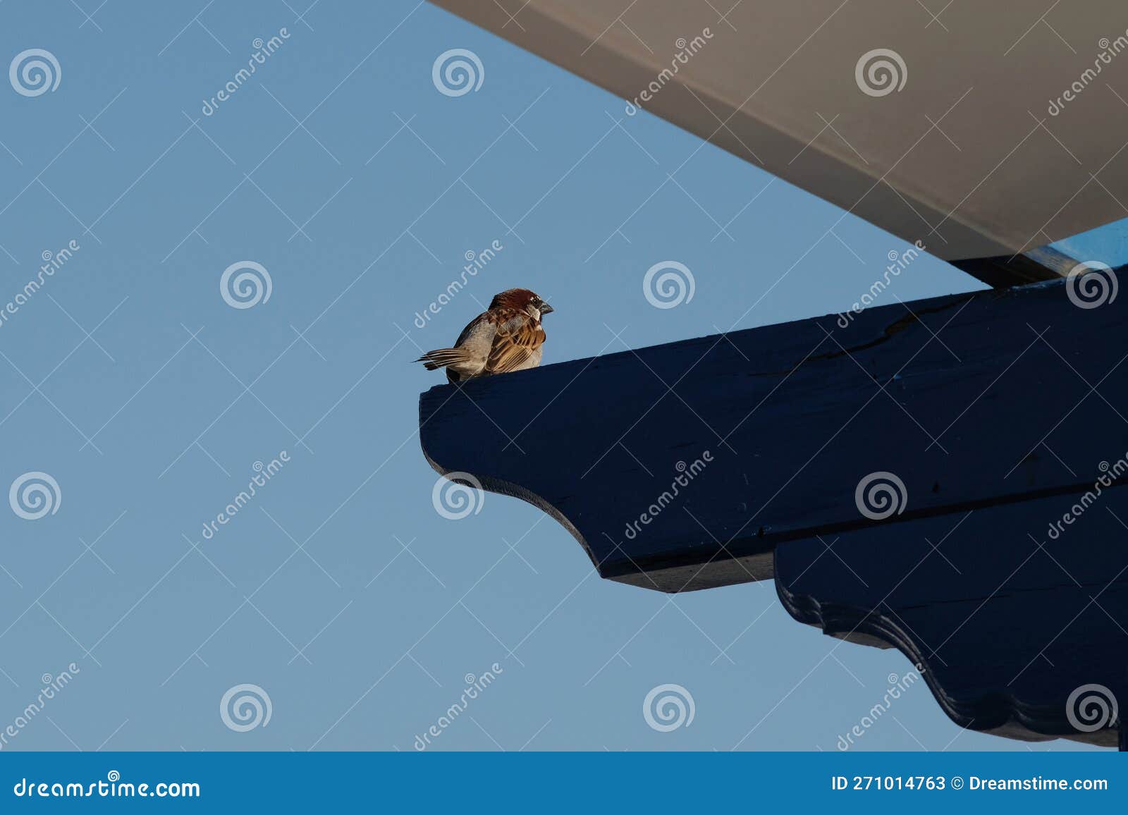 Sparrows stock image. Image of portrait, architecture - 271014763