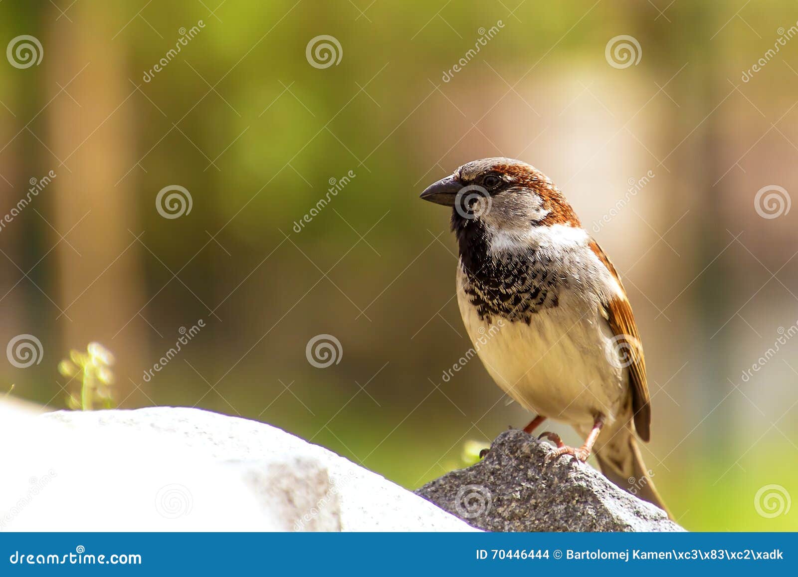 Sparrows Was Taking Bath during a Warm Day Stock Photo - Image of ...
