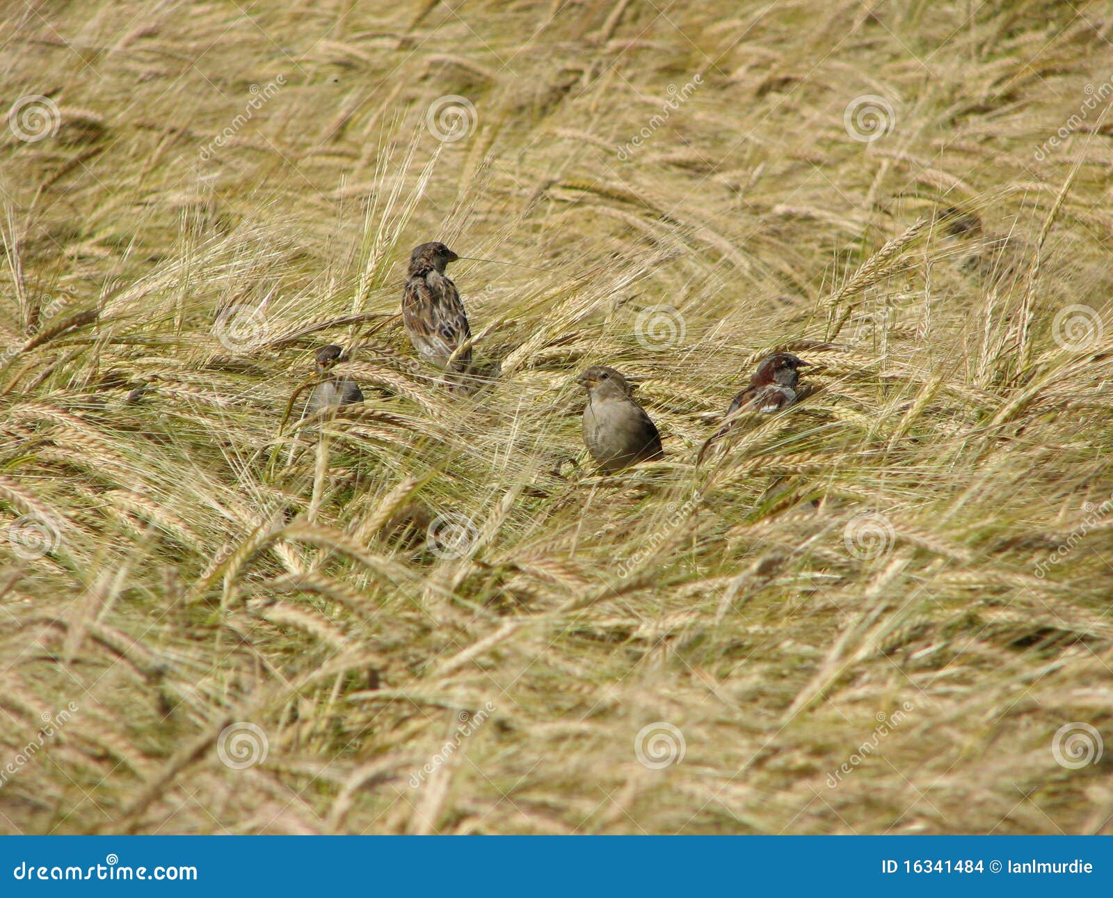 Sparrows in wheat field stock photo. Image of passer - 16341484