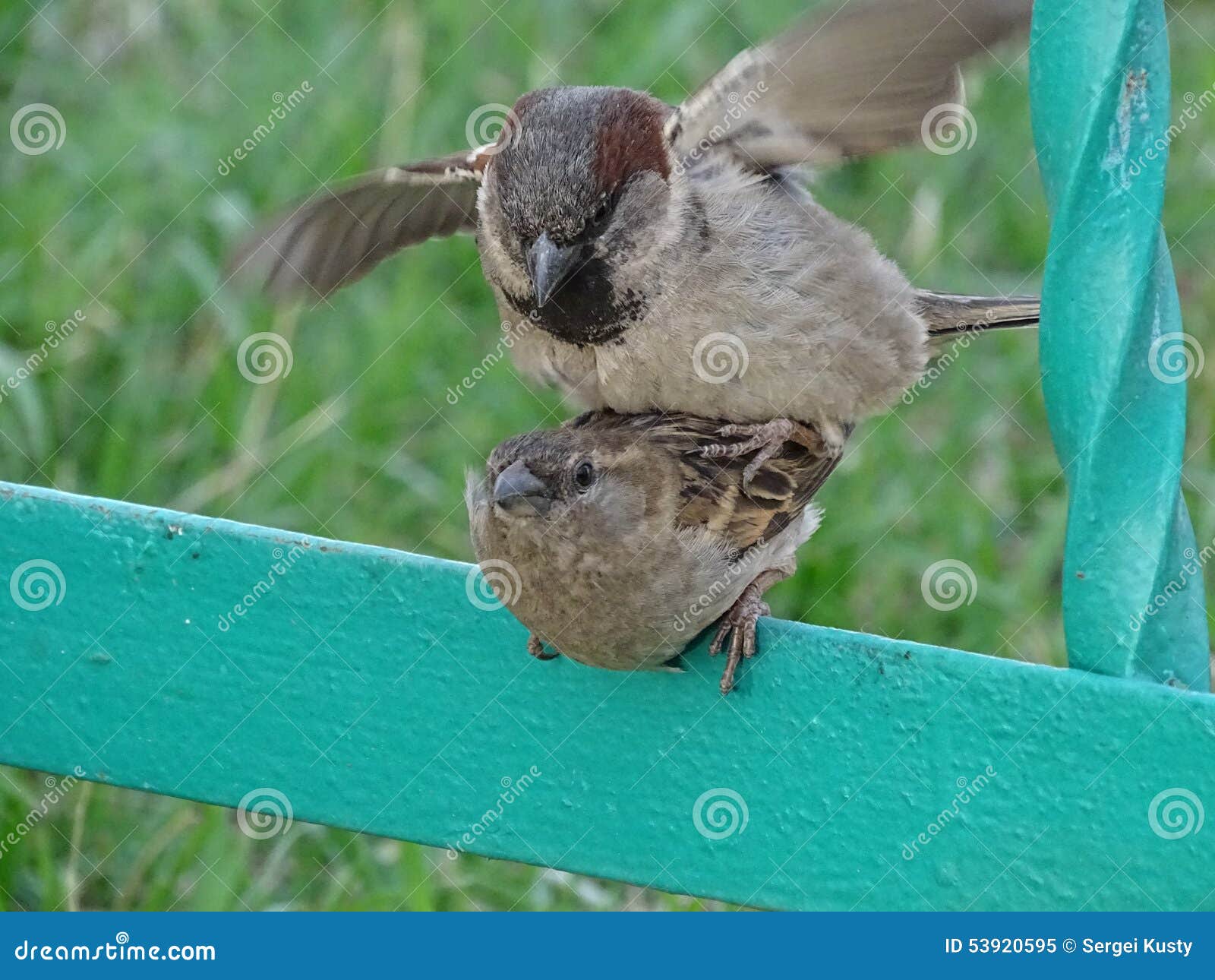 Sparrows stock image. Image of feathered, emotions, male - 53920595