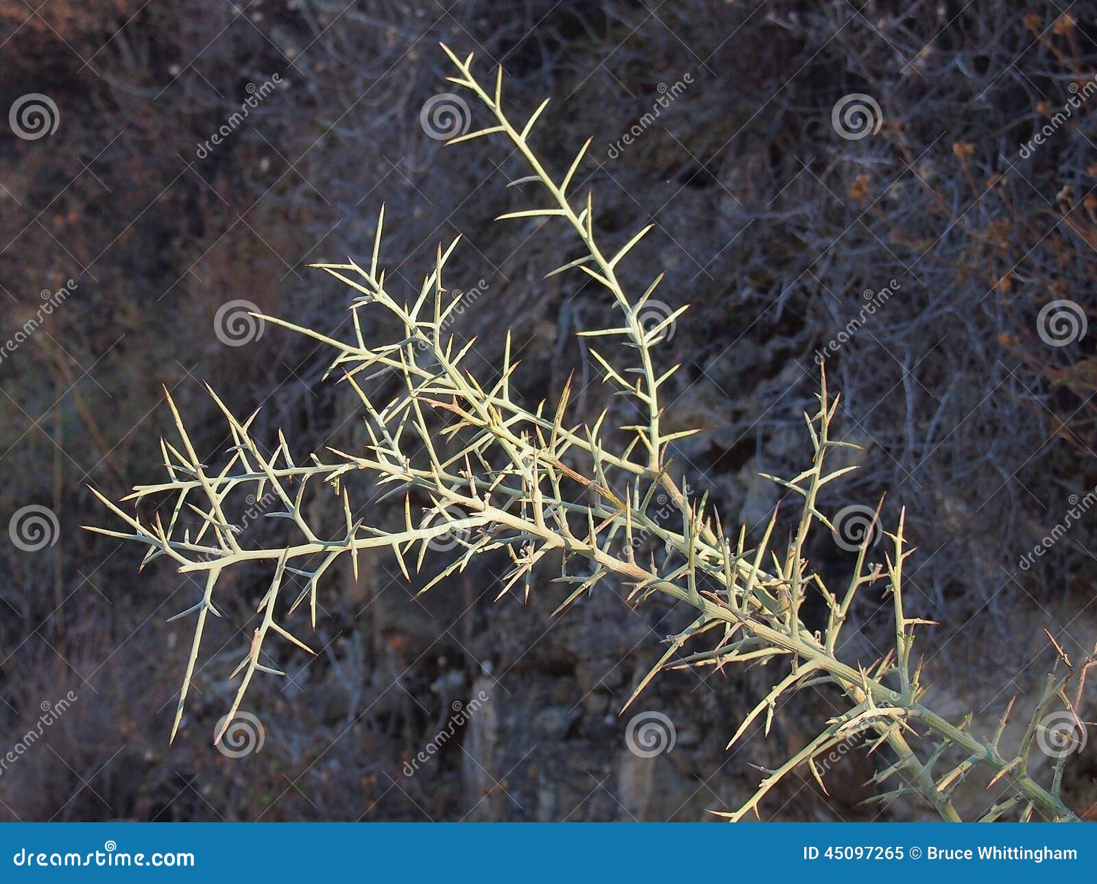 Sparse Dry Thorn Bush stock image. Image of thorns, nature - 45097265