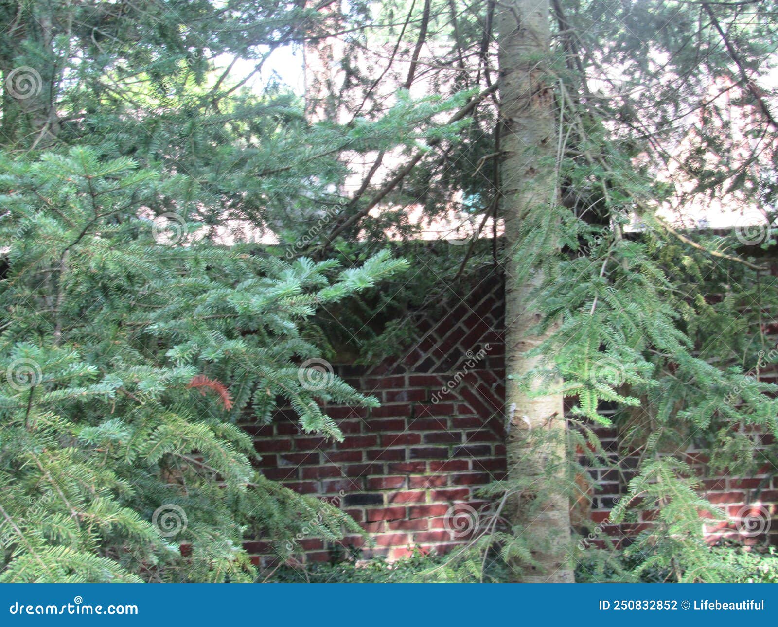Sparse evergreens stock photo. Image of brick, vegetation - 250832852