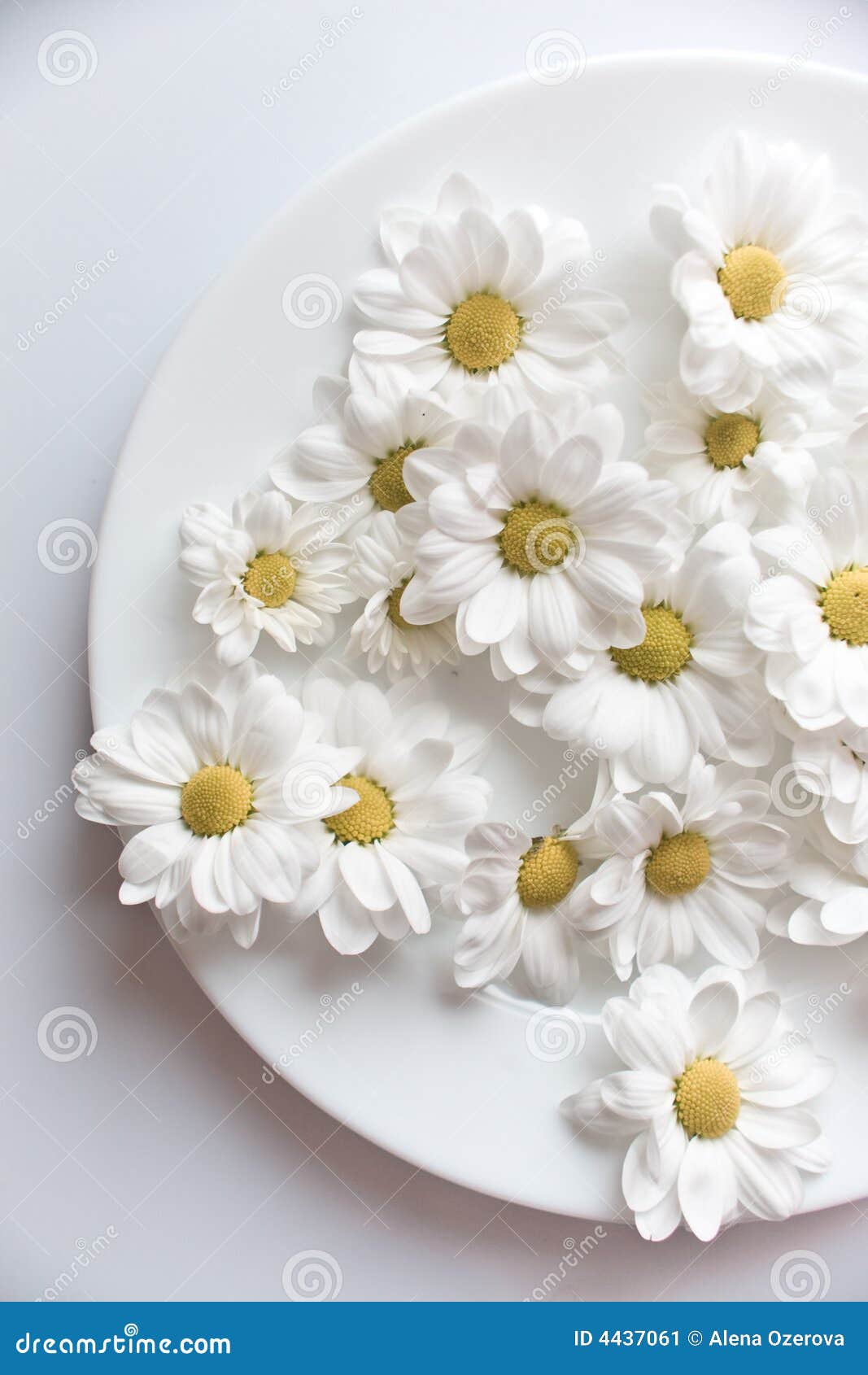 Sparse flowers stock image. Image of dish, garden, head - 4437061