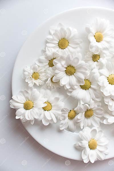Sparse flowers stock image. Image of dish, garden, head - 4437061