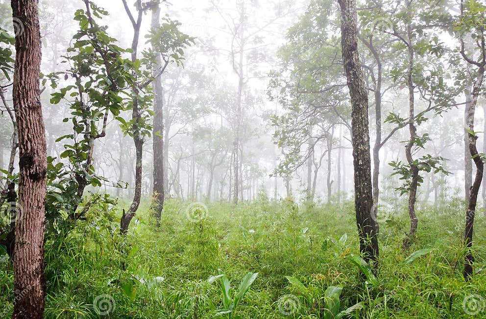 Sparse forest stock image. Image of mist, beauty, high - 24110183