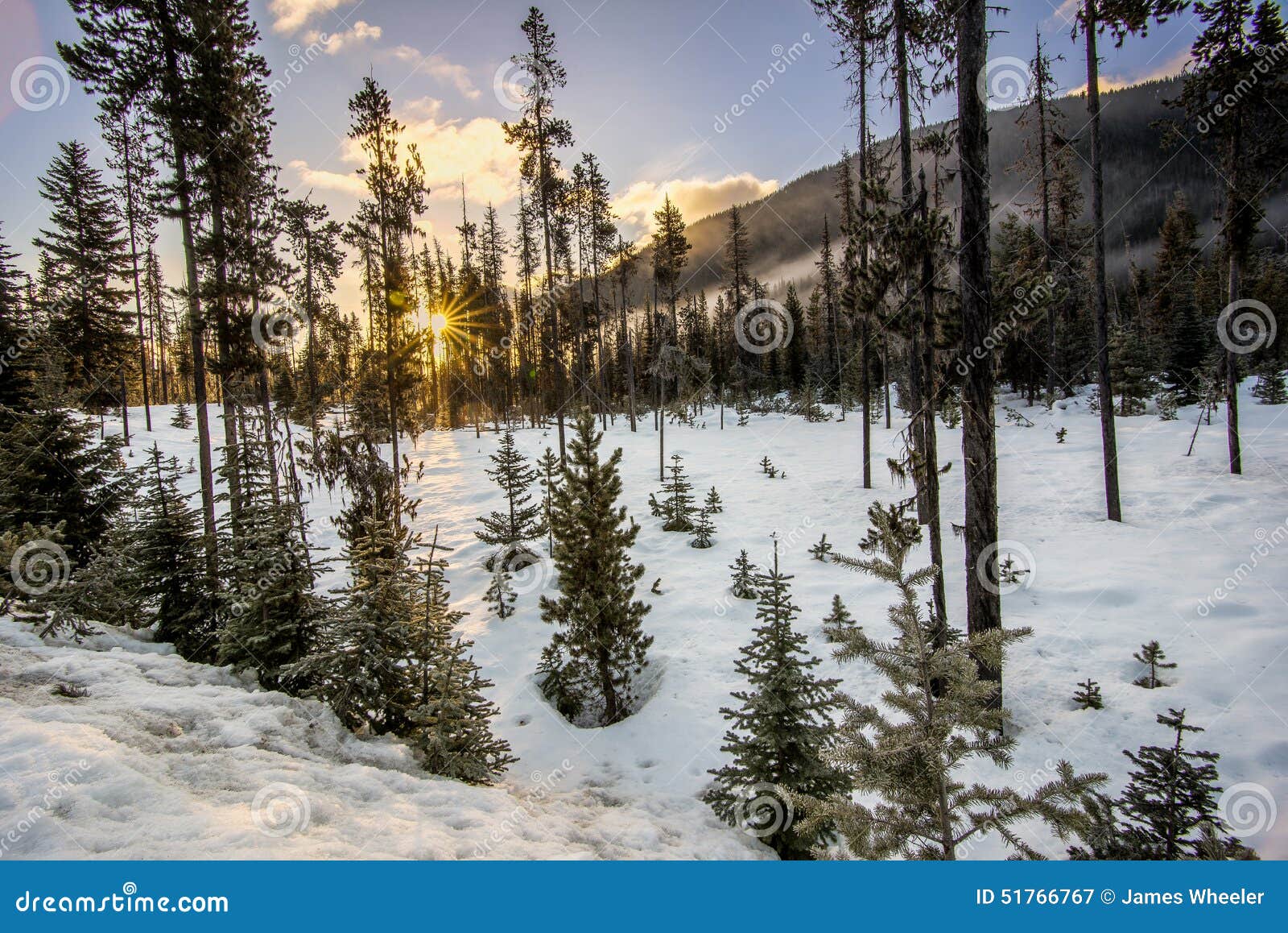 Sparse Forest in Winter with Sun Star Stock Image - Image of park, snow ...
