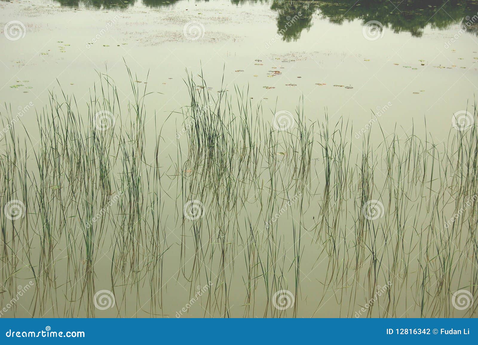 Sparse grass stock photo. Image of countryside, green - 12816342
