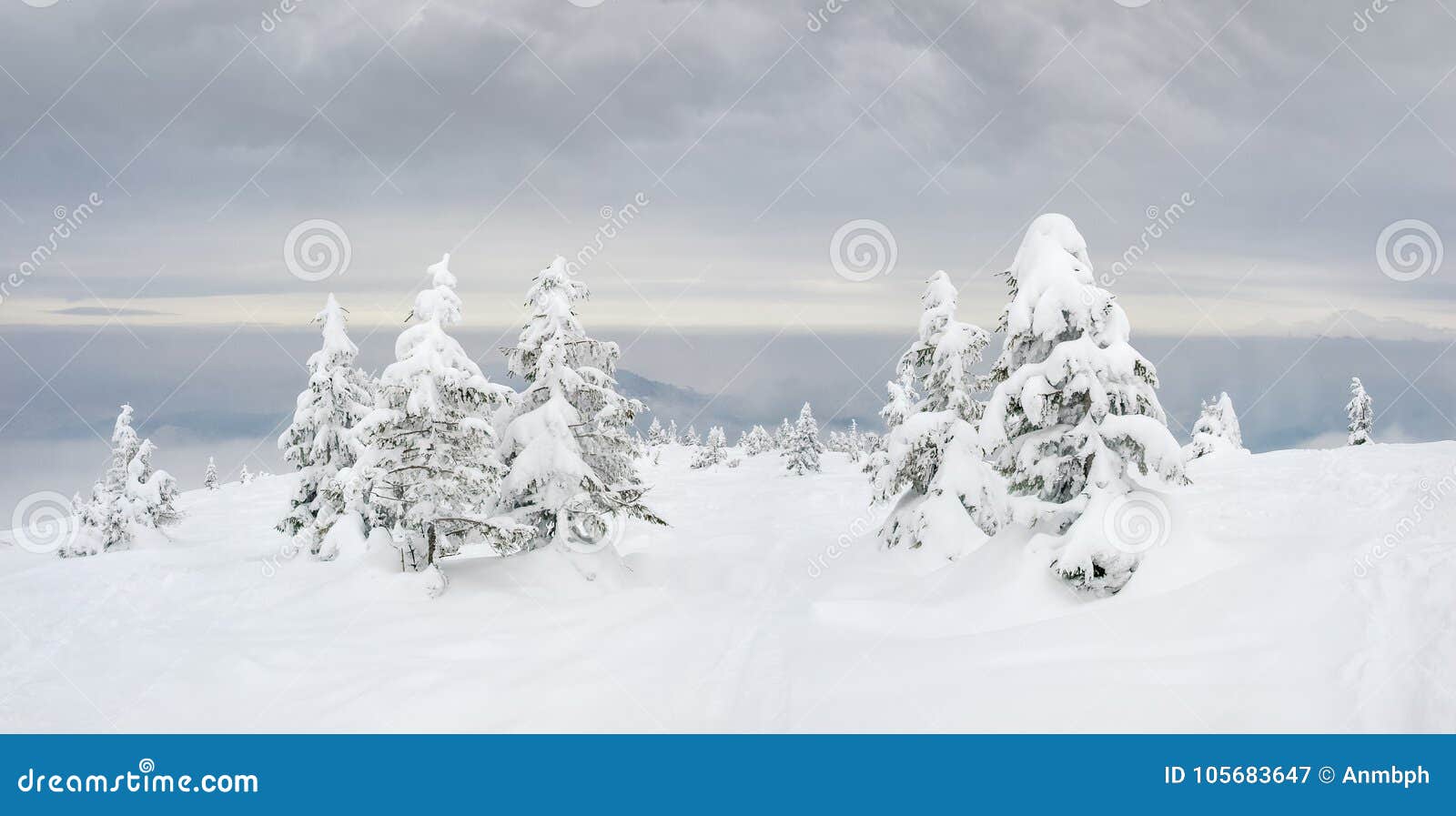Sparse Growth of Trees with Snow-covered Spruces in Carpathians Stock ...