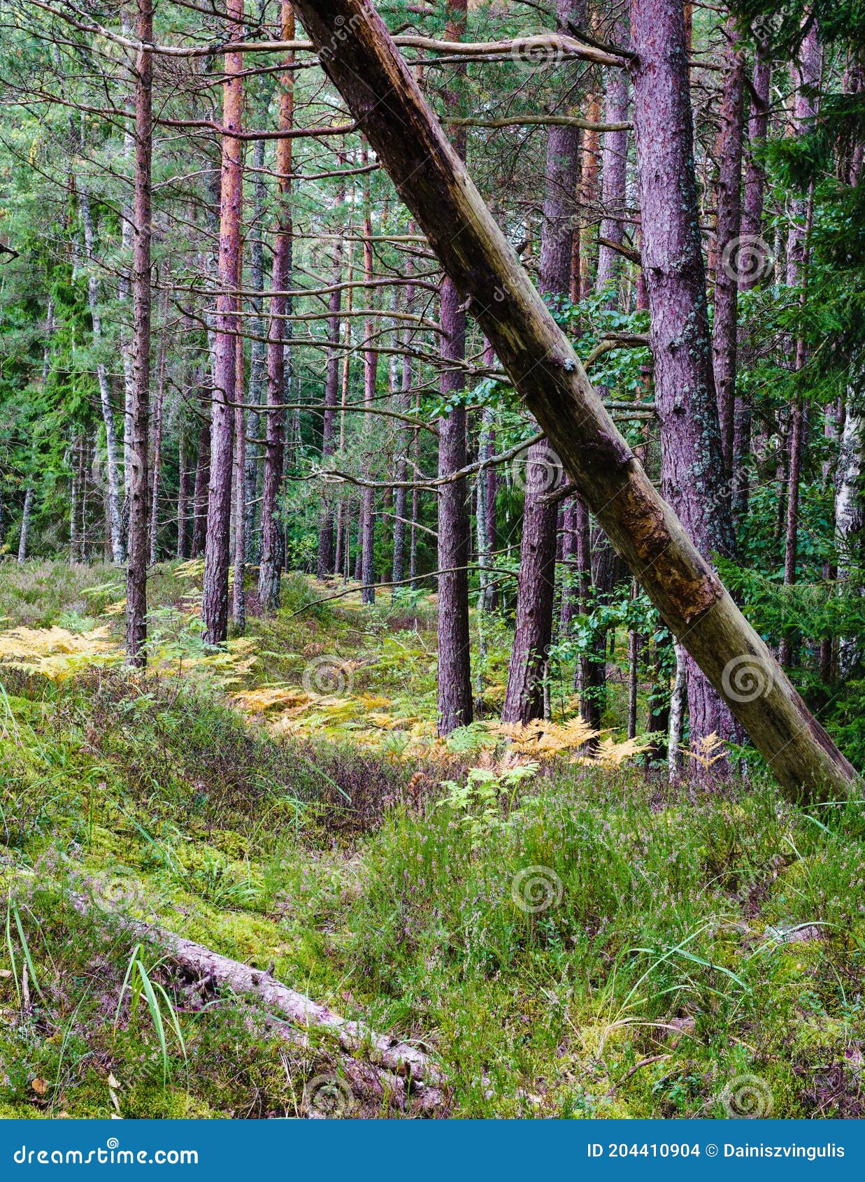 573 Pine Sparse Tree Photos - Free & Royalty-Free Stock Photos from ...