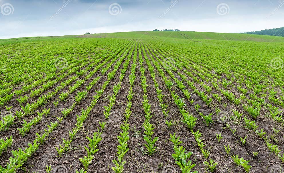 Sparse Rows of Sugar Beets in the Field, Weeds and Grass, Problems with ...