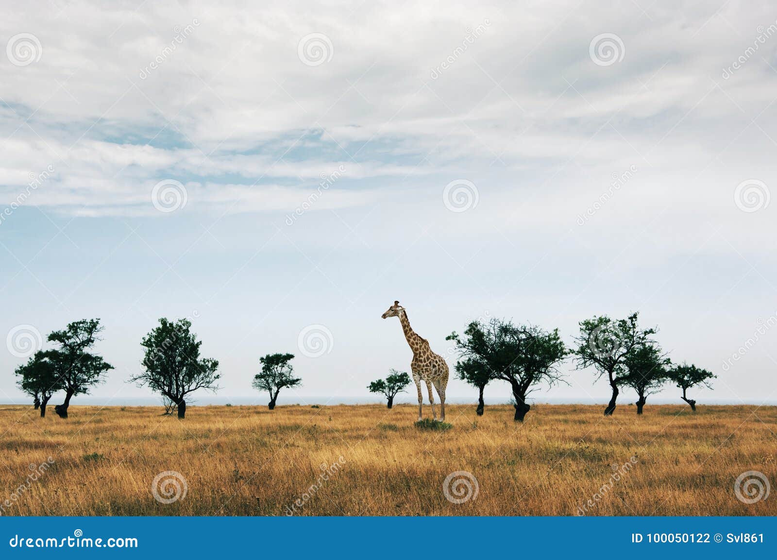 Sparse Trees in Dried Prairie Stock Photo - Image of land, cloudy ...