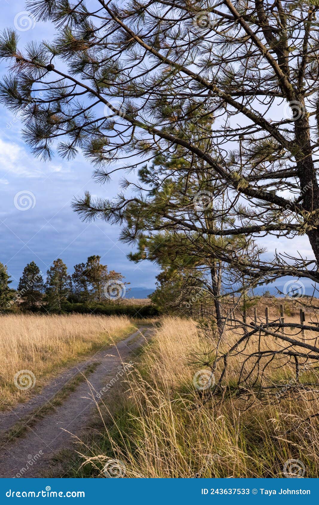 Sparse Trees by Road with Fence and Field Under Clouds Stock Image ...