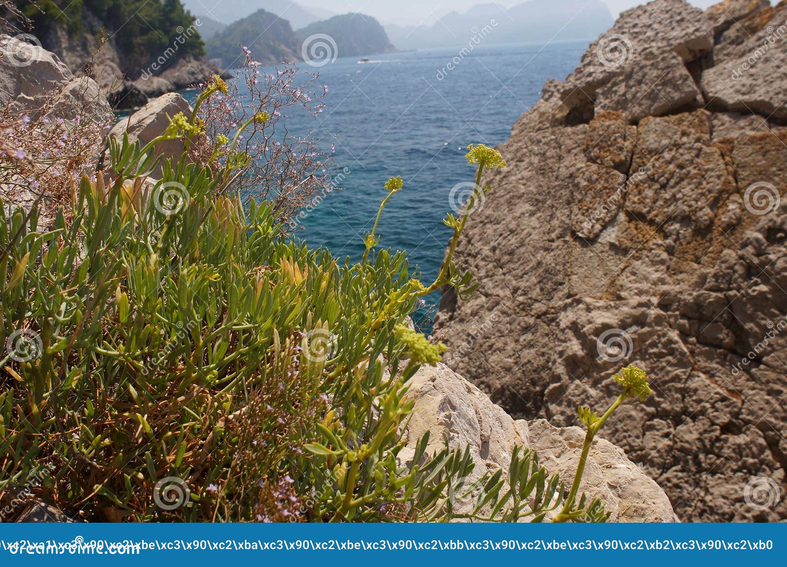 Sparse Vegetation Rocks, Flora and Fauna,macro Stock Image - Image of ...