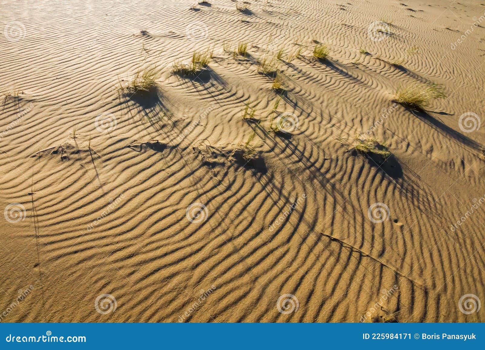 Sparse Vegetation on the Sand Stock Image - Image of grass, waviness ...