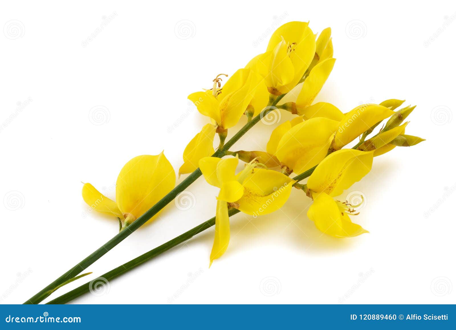 Spartium junceum flowers stock photo. Image of herbal - 120889460