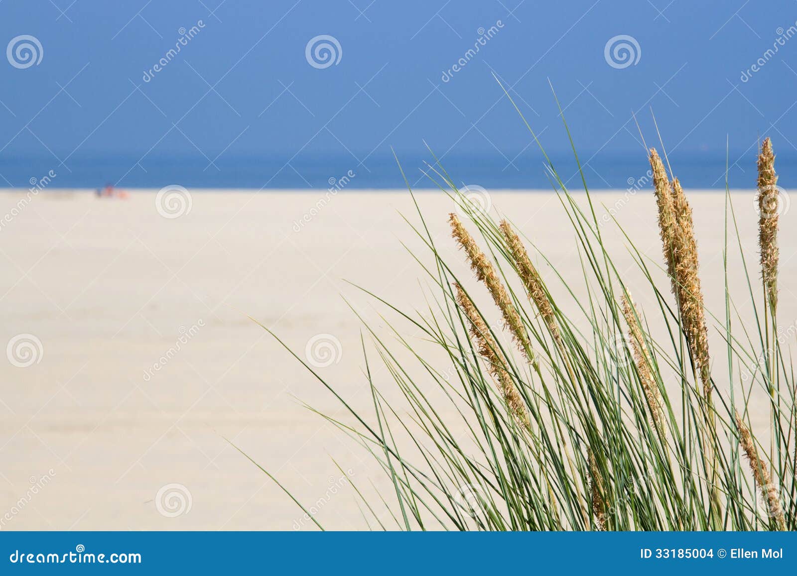 Sparto Pungente Alla Spiaggia Fotografia Stock - Immagine di giorno ...