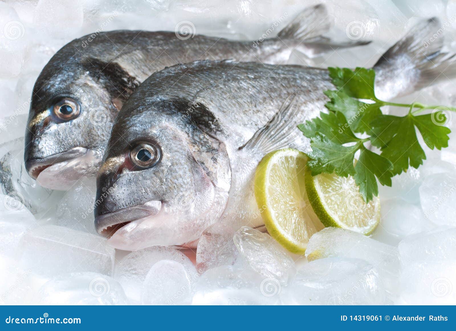 Sparus aurata stock image. Image of cold, parsley, head - 14319061