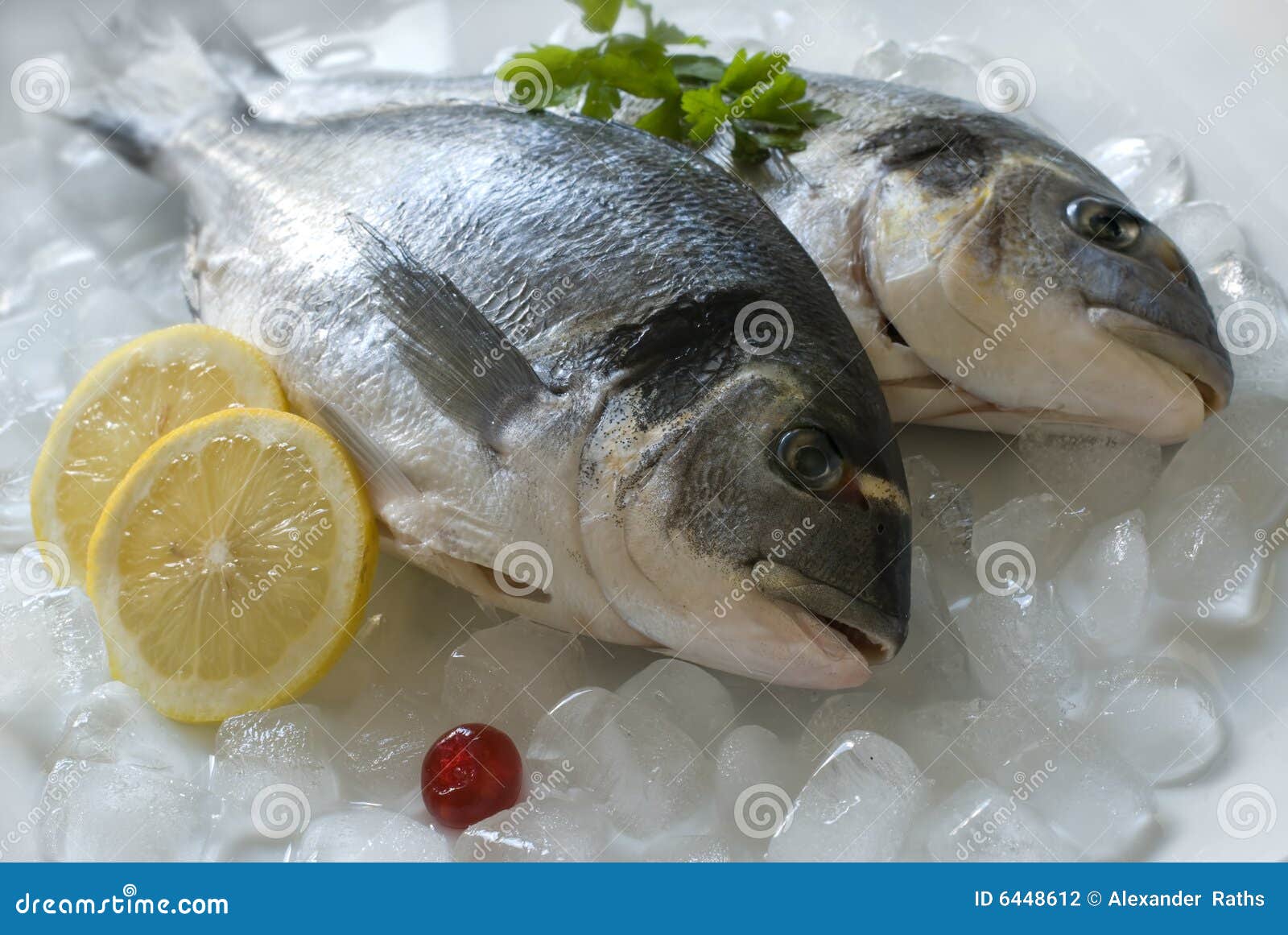 Sparus aurata stock photo. Image of preparation, gilthead - 6448612