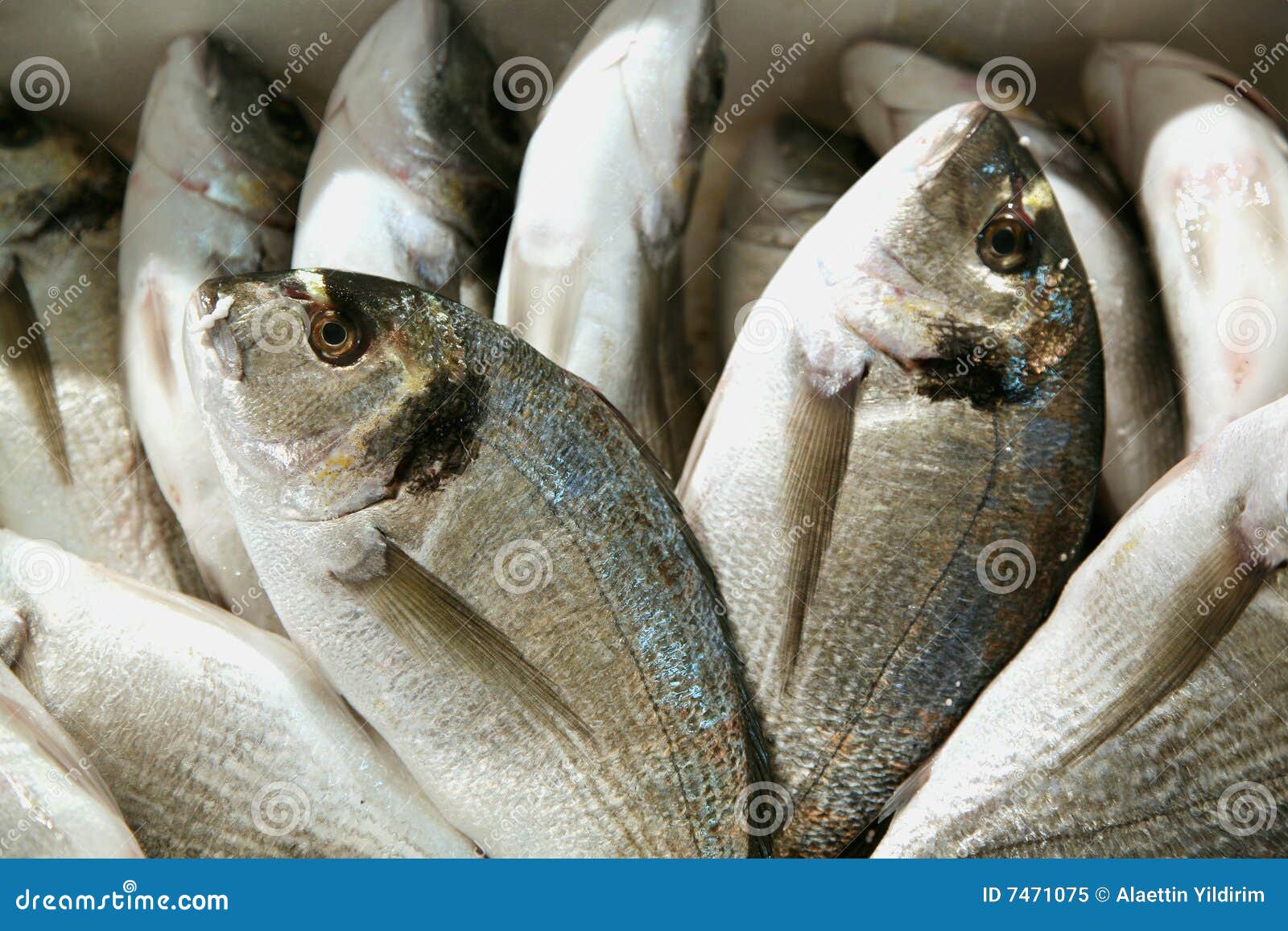 Sparus aurata stock image. Image of blue, bream, staple - 7471075