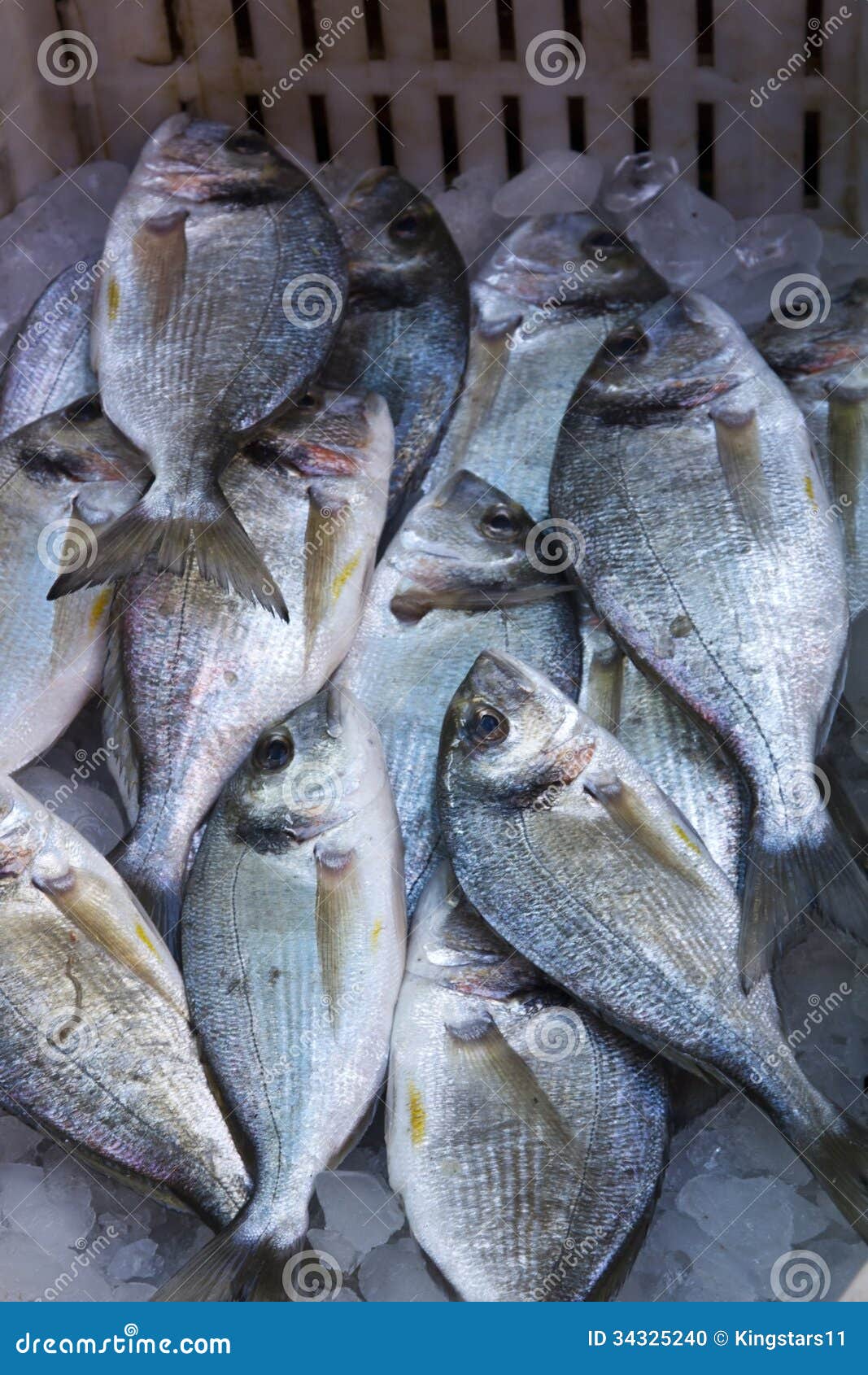 Sparus aurata stock photo. Image of animal, nutrition - 34325240