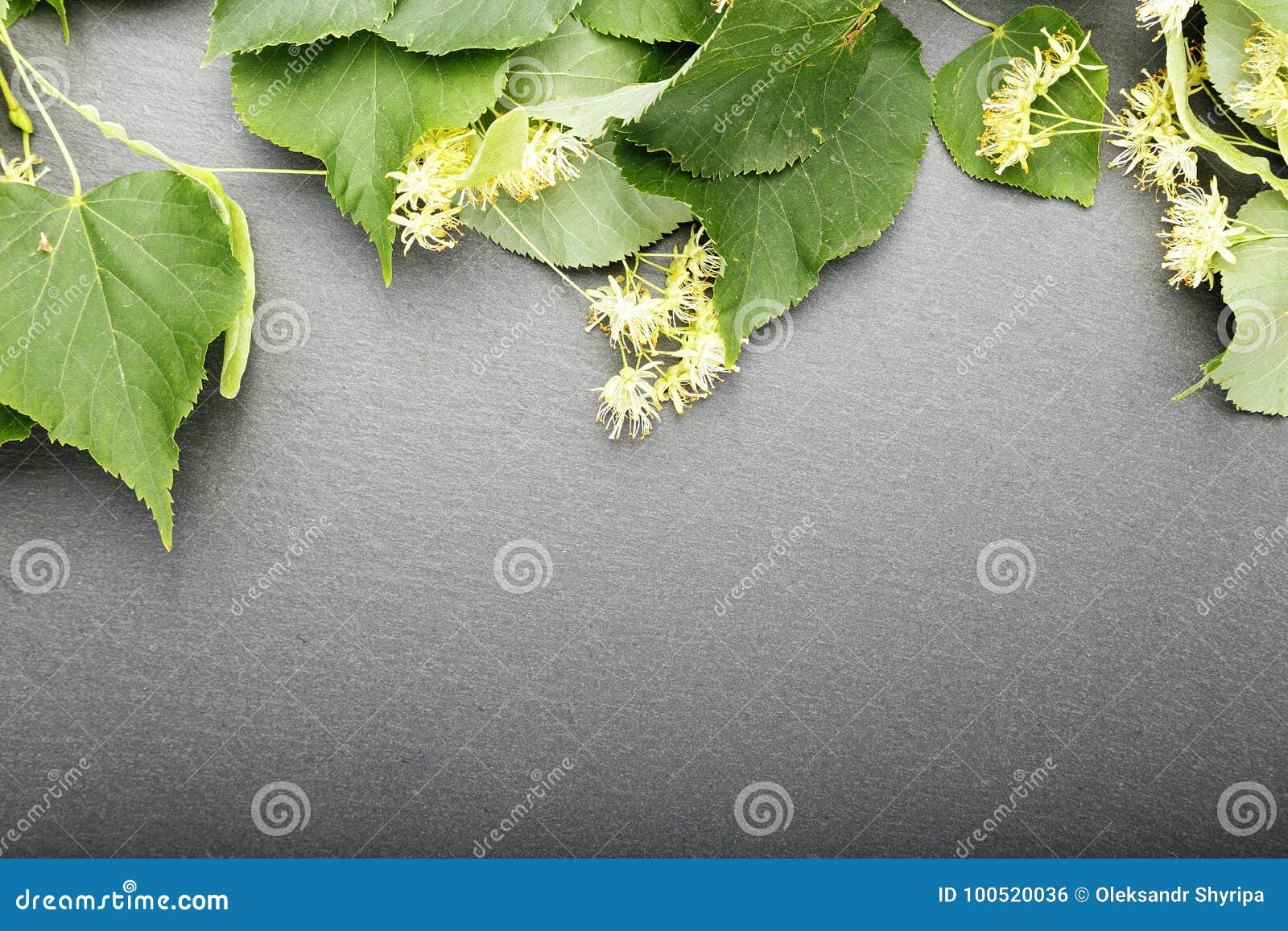 Spase Del Color Del Tilo Para El Texto Foto de archivo - Imagen de ...
