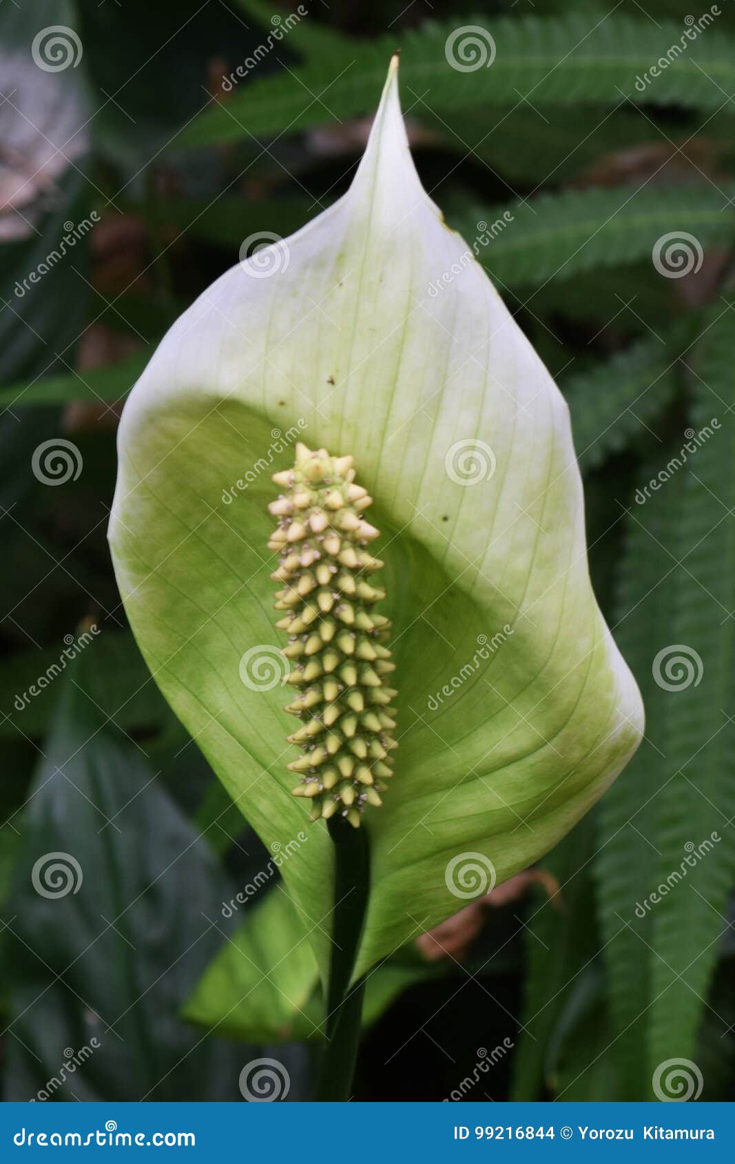 Spathe flower stock photo. Image of plants, spathiphyllum - 99216844