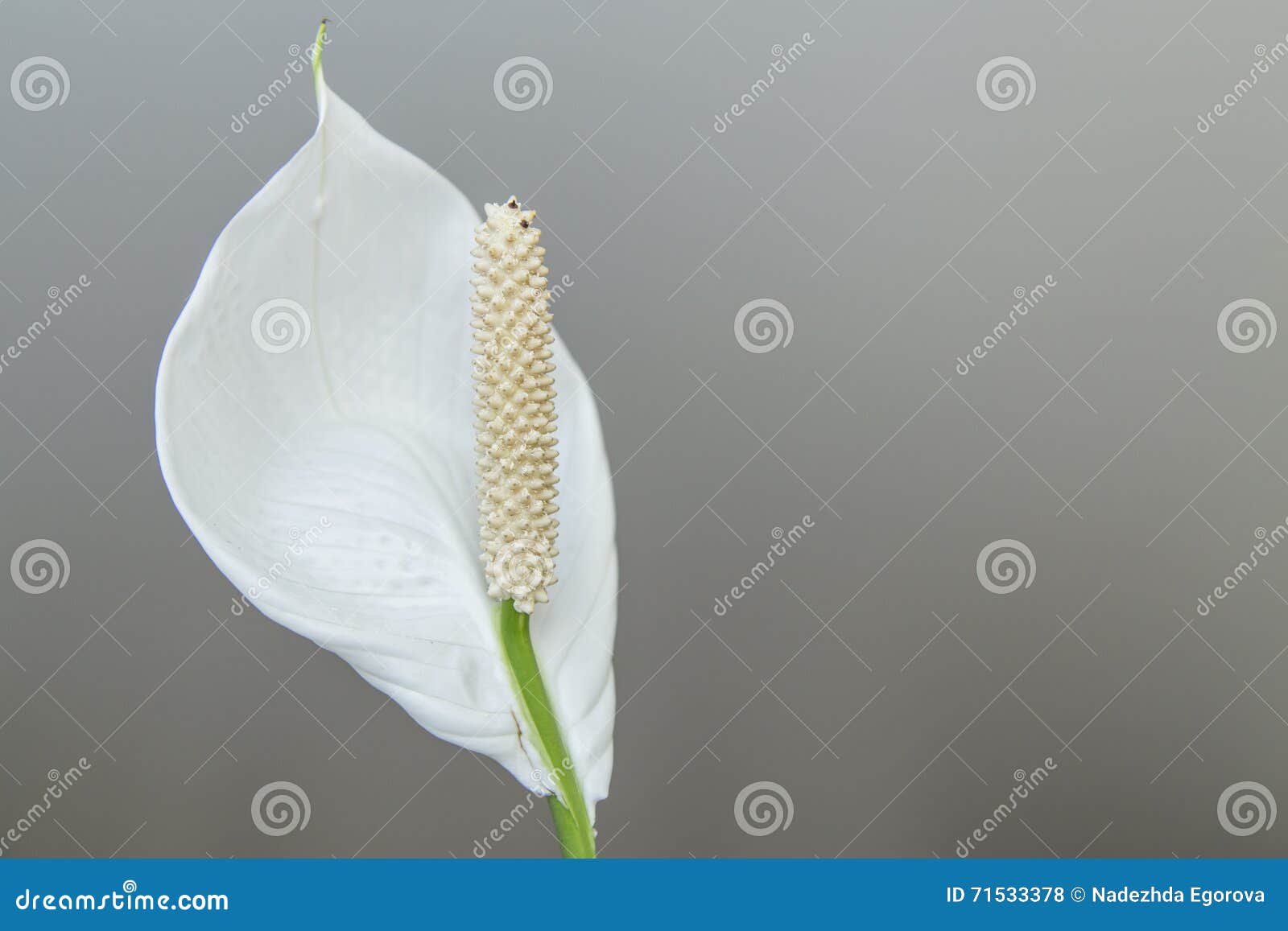 Spathe Flower with White Bract Stock Photo - Image of bloom, ecology ...