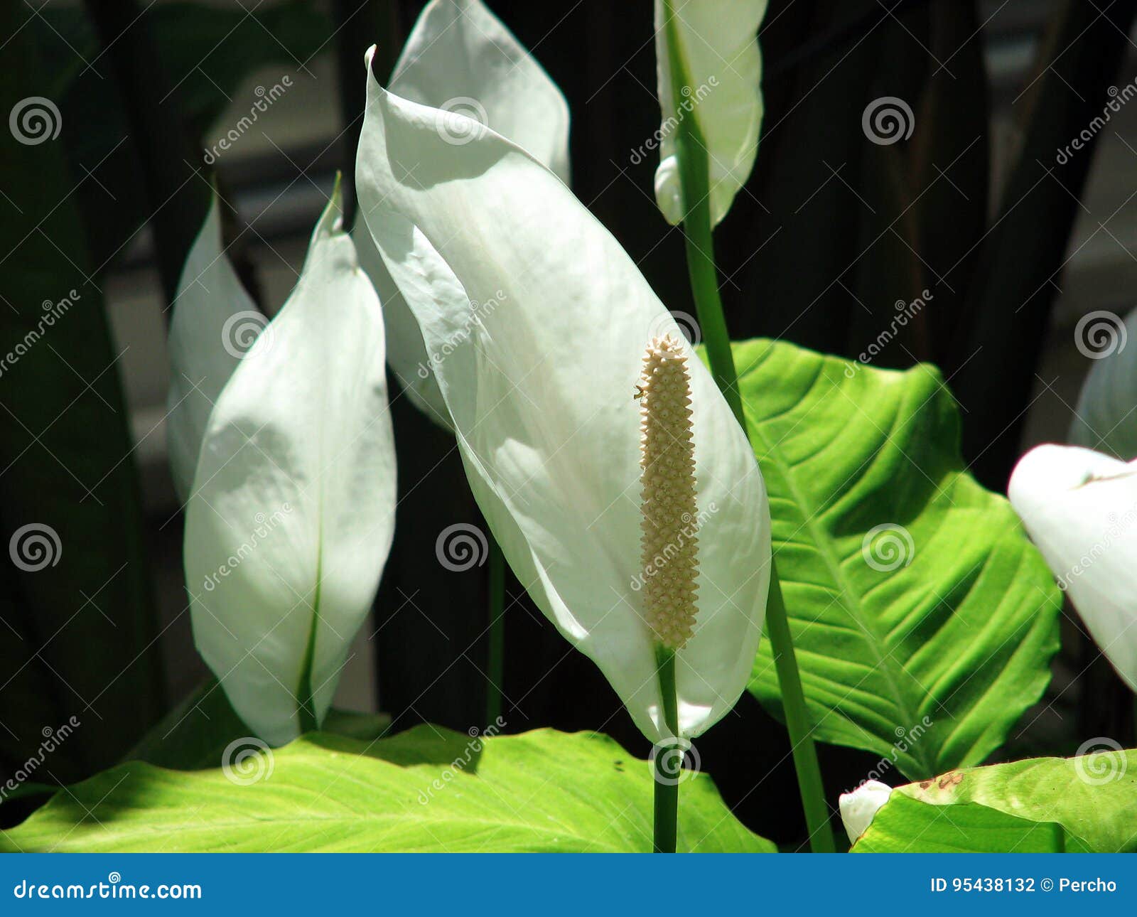 Spathiphyllum stock photo. Image of bloom, tropical, spath - 95438132