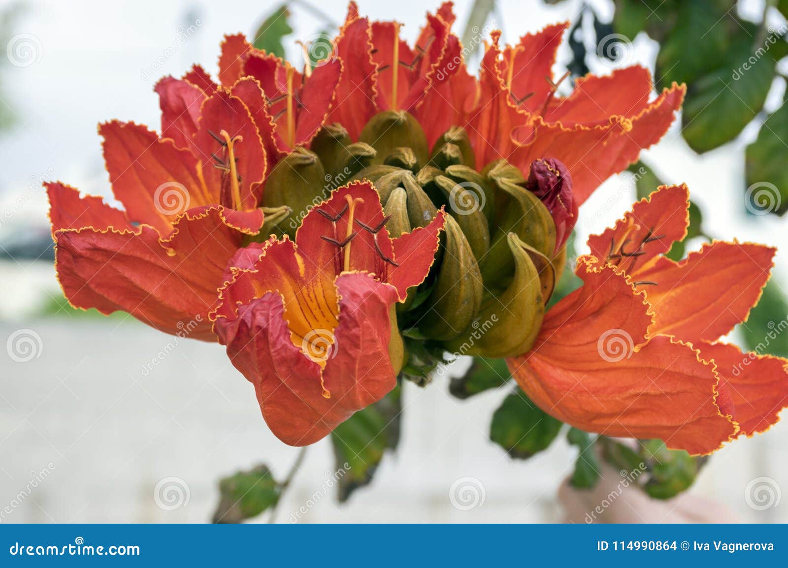 Spathodea Campanulata Also Called Africal Tuliptree, Tree with ...