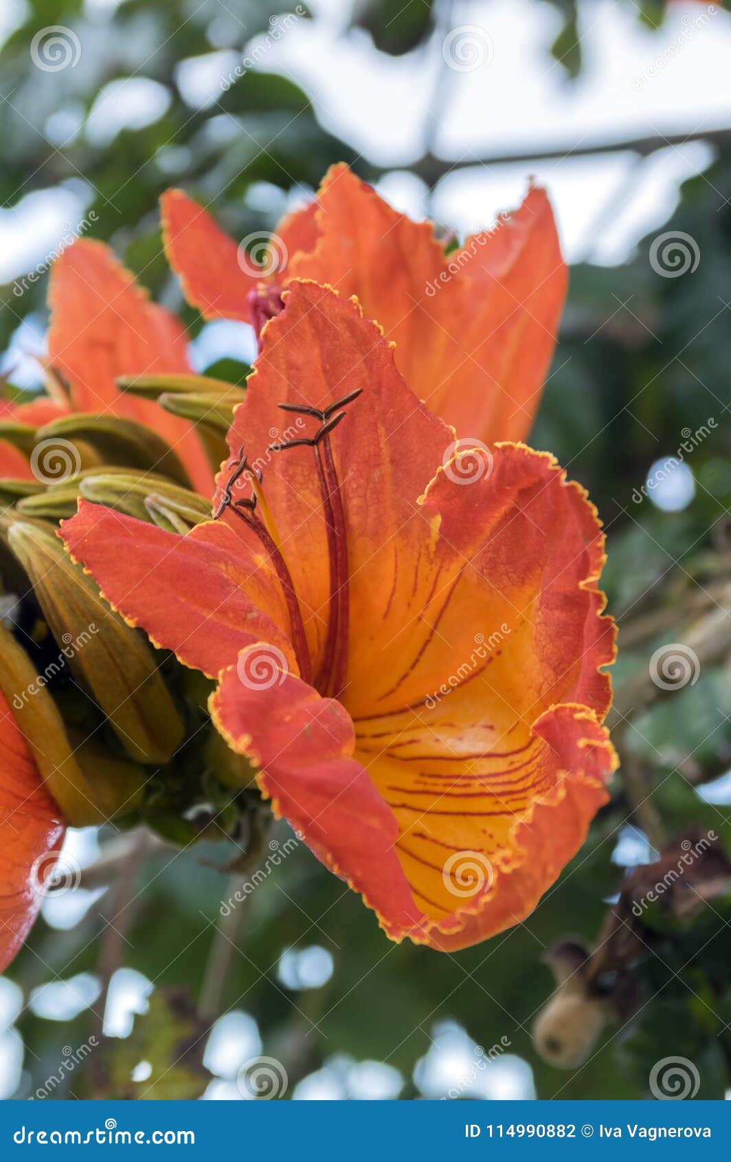 Spathodea Campanulata Also Called Africal Tuliptree, Tree with ...