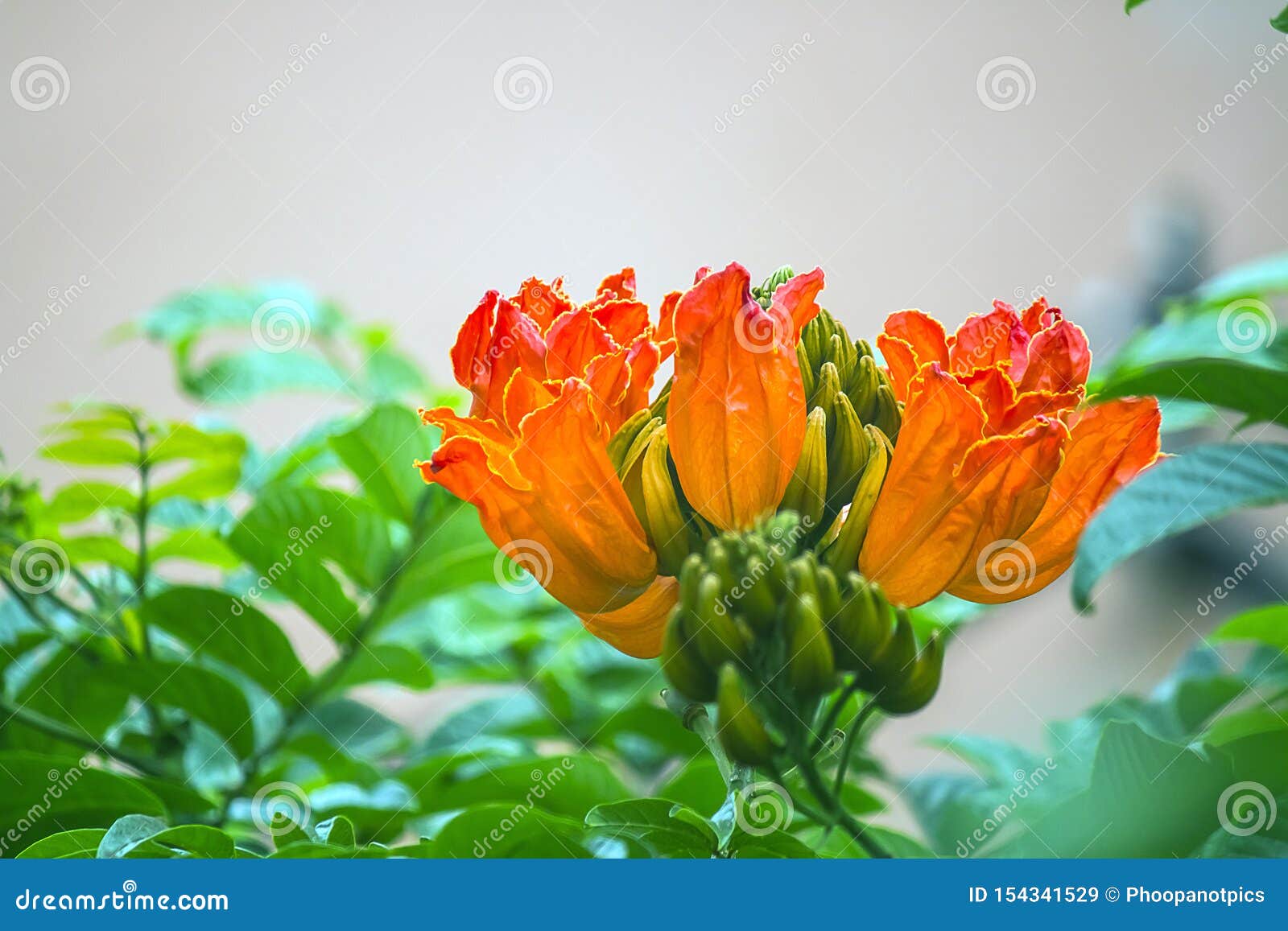 Spathodea flower in garden stock image. Image of leaves - 154341529