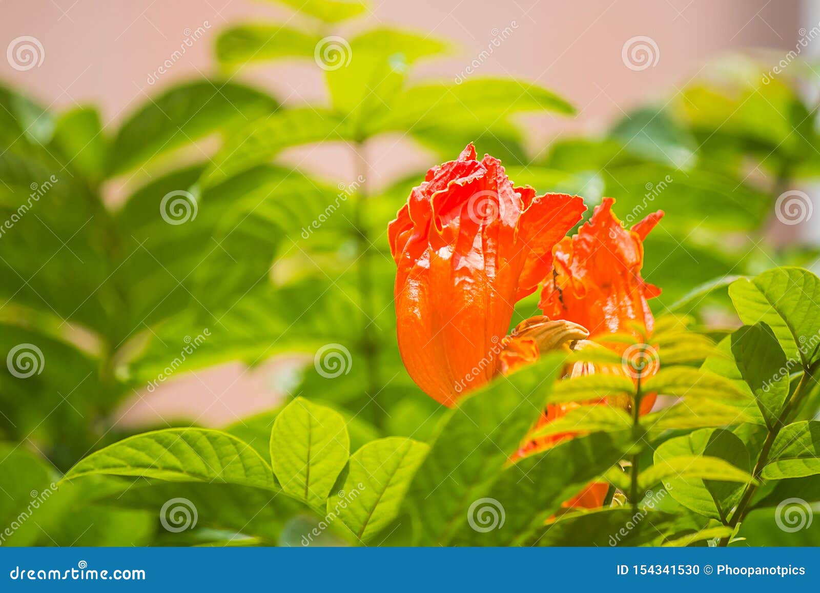 Spathodea flower in garden stock photo. Image of garden - 154341530