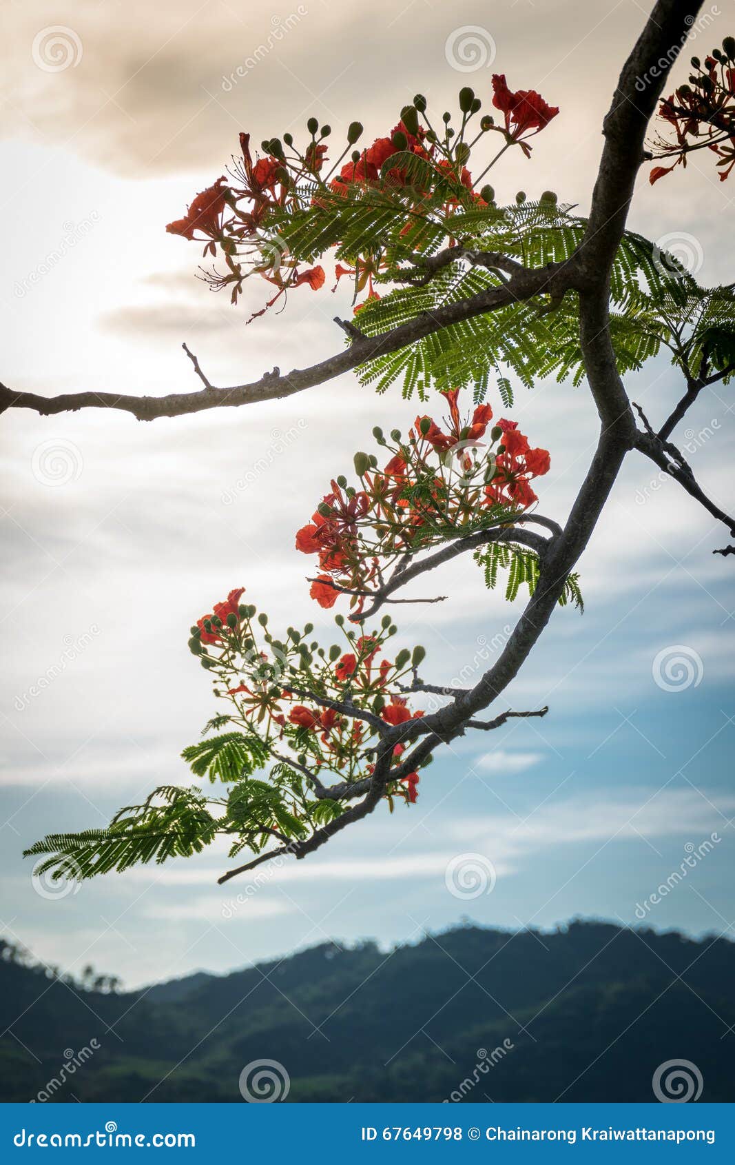 Spathodea Flowers,African Tulip Tree, Fire Bell, Fouain Tree Stock ...