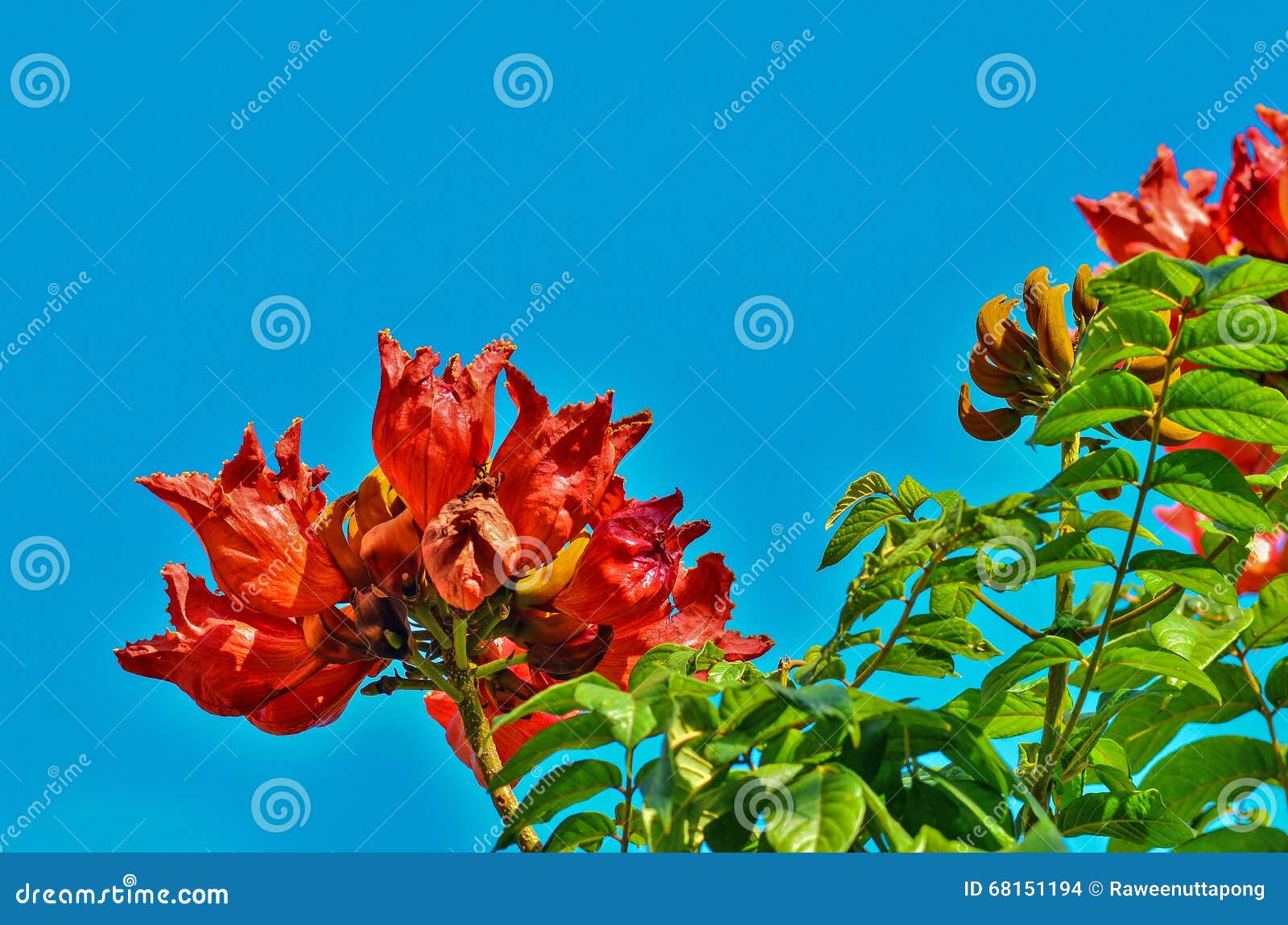 Spathodea flowers stock photo. Image of tropical, forest - 68151194