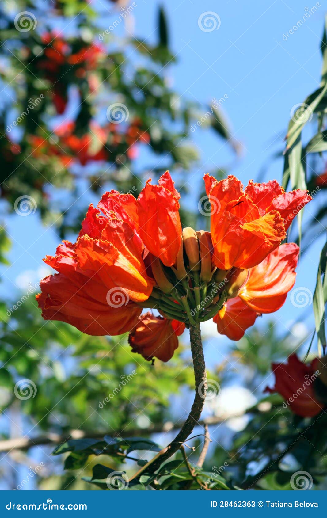 Spathodea flowers and buds stock image. Image of fountain - 28462363