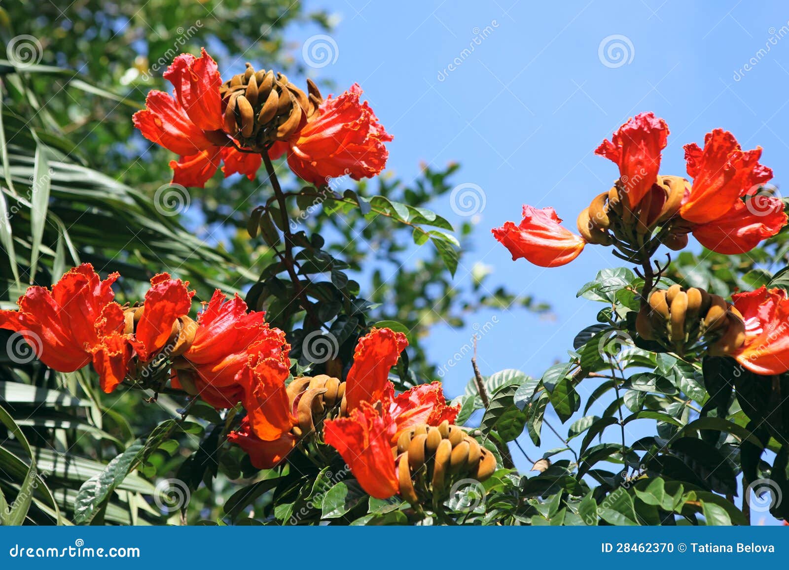 Spathodea flowers and buds stock photo. Image of phlogacanthus - 28462370