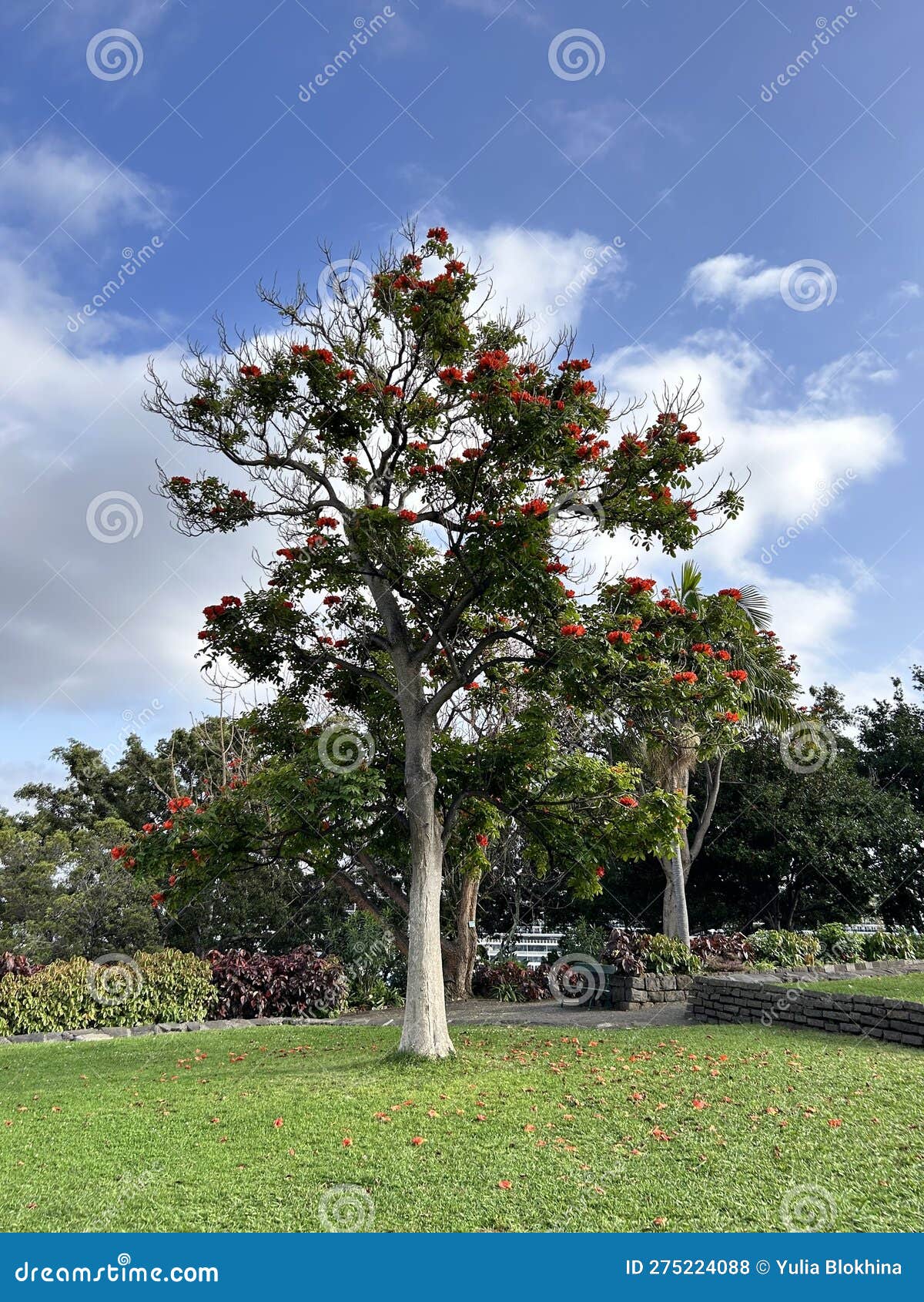 Spathodea tree in Madeira stock photo. Image of park - 275224088