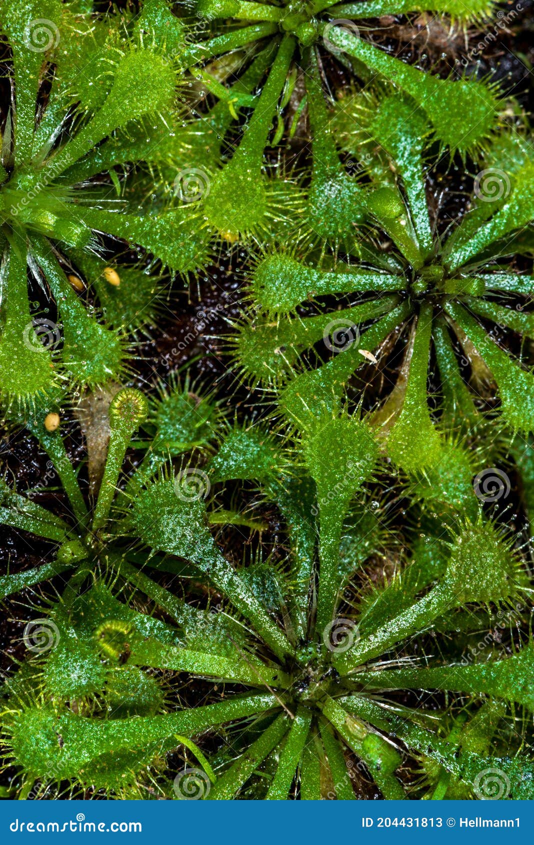 Spathulate Leaf Photos - Free & Royalty-Free Stock Photos from Dreamstime