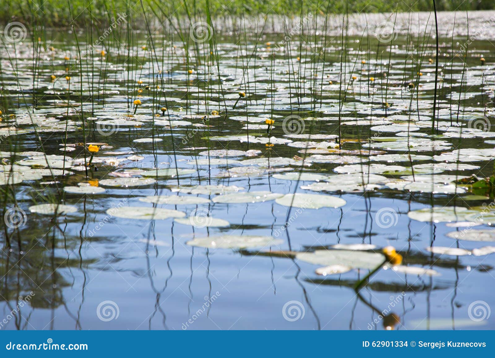 Spatterdock on the Surface of Lake Stock Photo - Image of beautiful ...