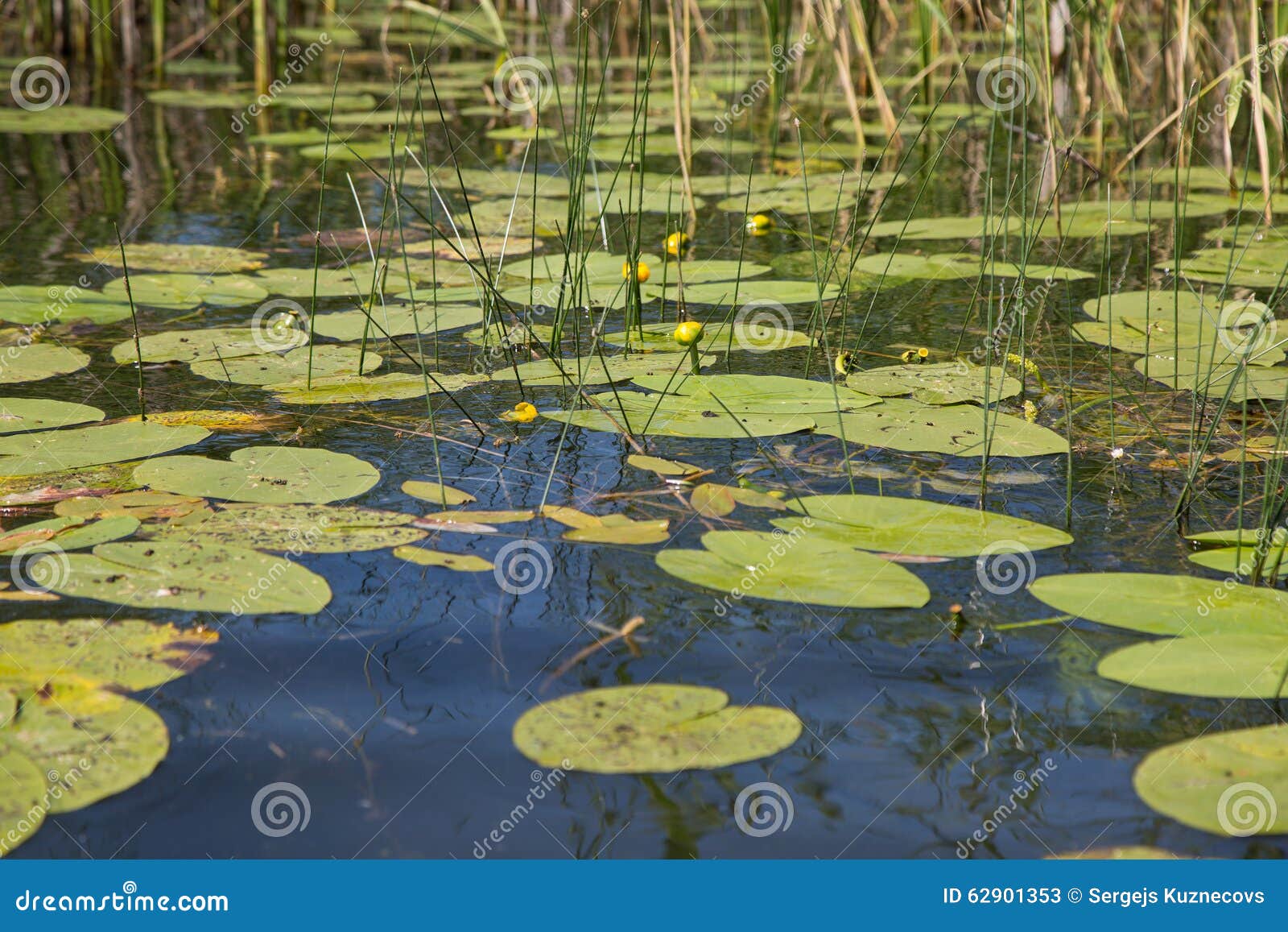 Spatterdock on the Surface of Lake Stock Image - Image of bloom, leaf ...