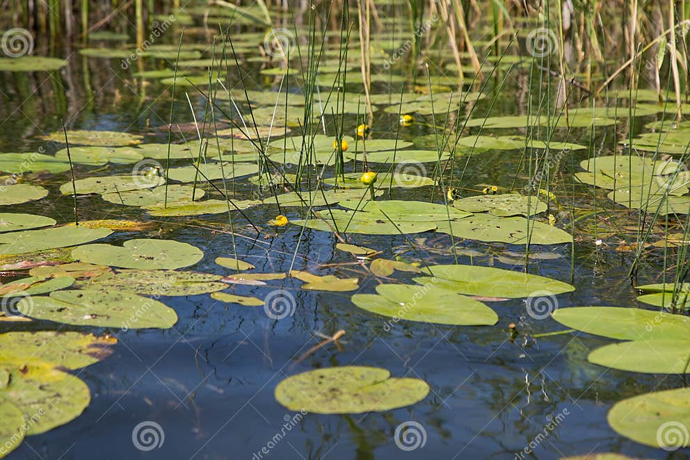 Spatterdock on the Surface of Lake Stock Image - Image of bloom, leaf ...