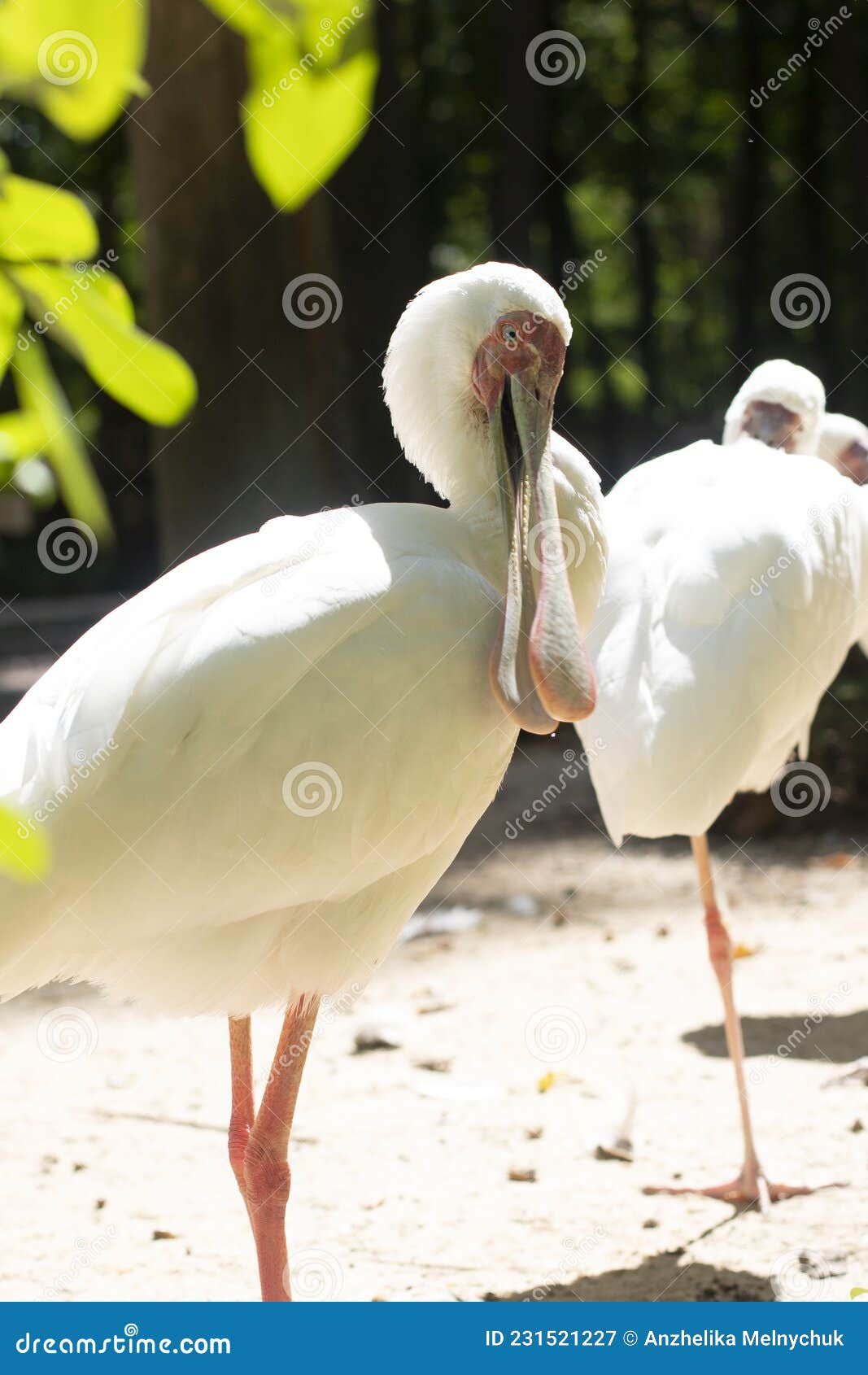 Spatule Blanche Montre Son Grand Bec Image stock - Image du fond ...