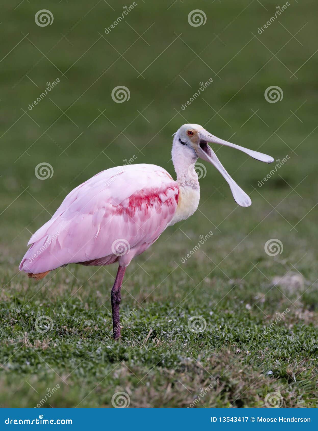 Spatule rose riante image stock. Image du animal, domestiqués - 13543417