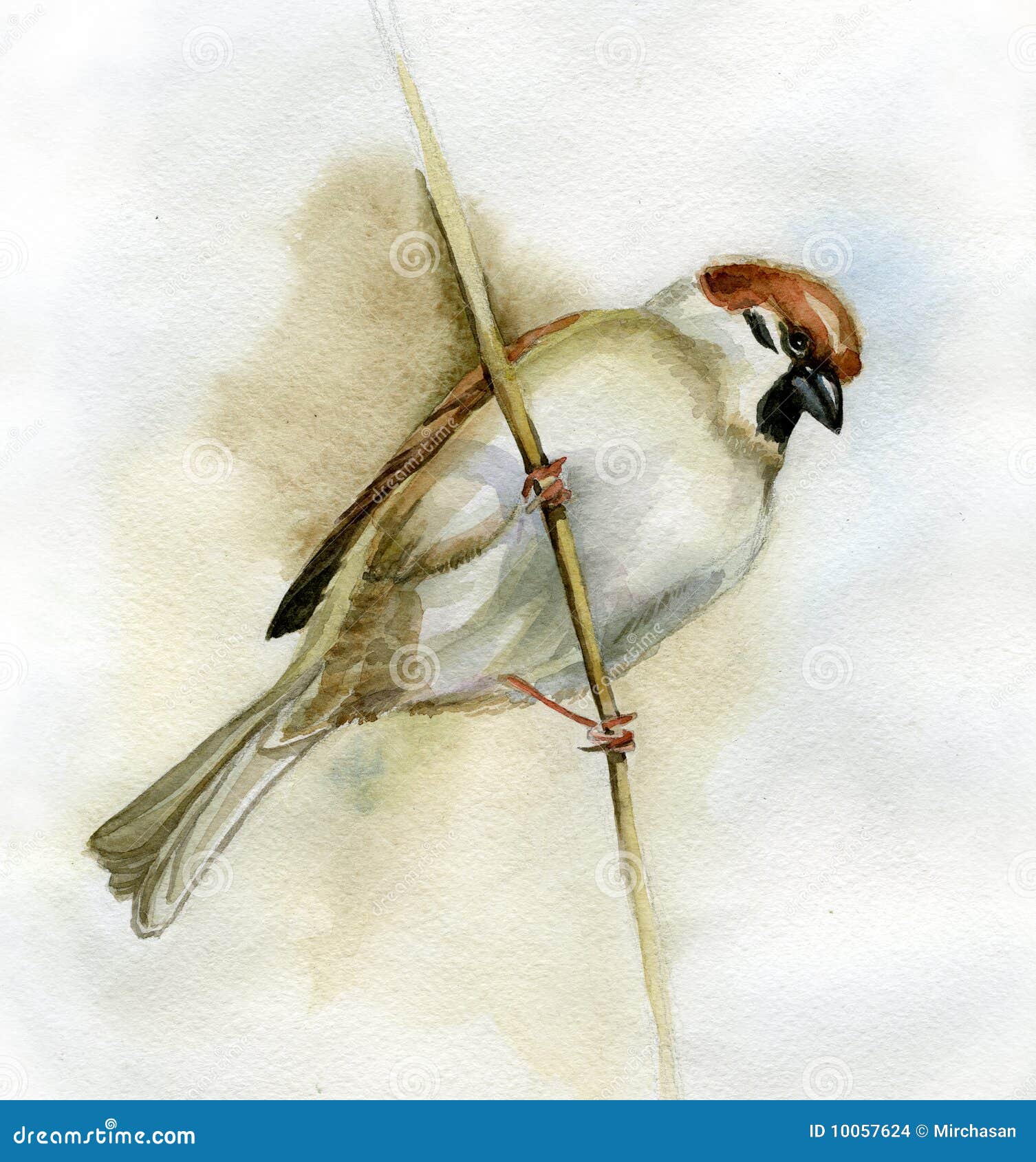 Spatz Stock Illustrationen, Vektoren, & Kliparts - 11,471 Stock ...