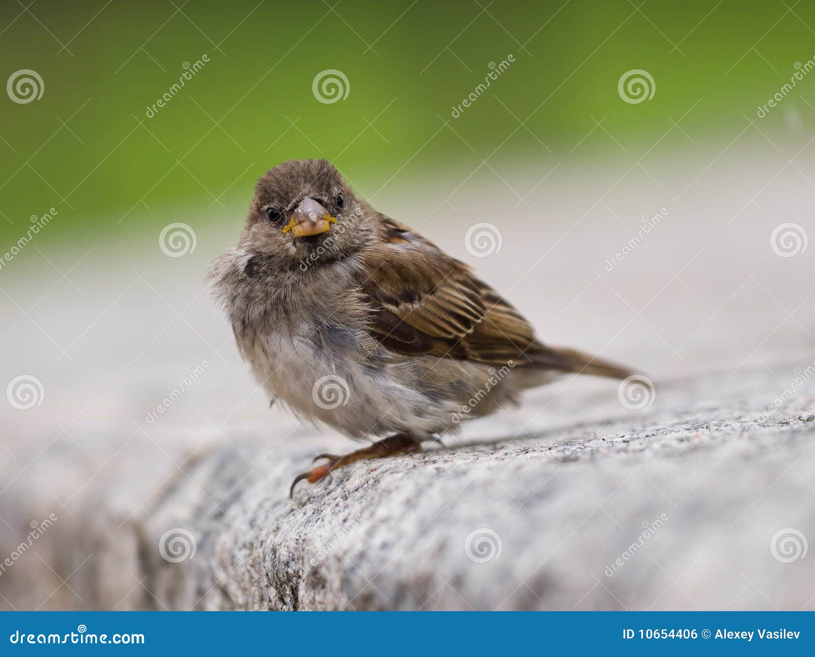 Spatz stockfoto. Bild von federn, spatz, geländer, vogel - 10654406