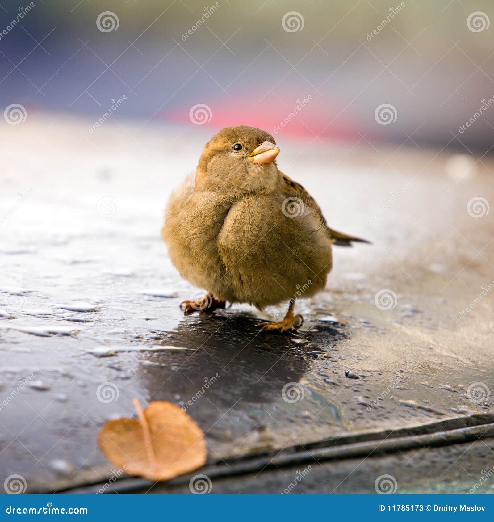 Spatz stockbild. Bild von auto, regen, spatzen, glas - 11785173