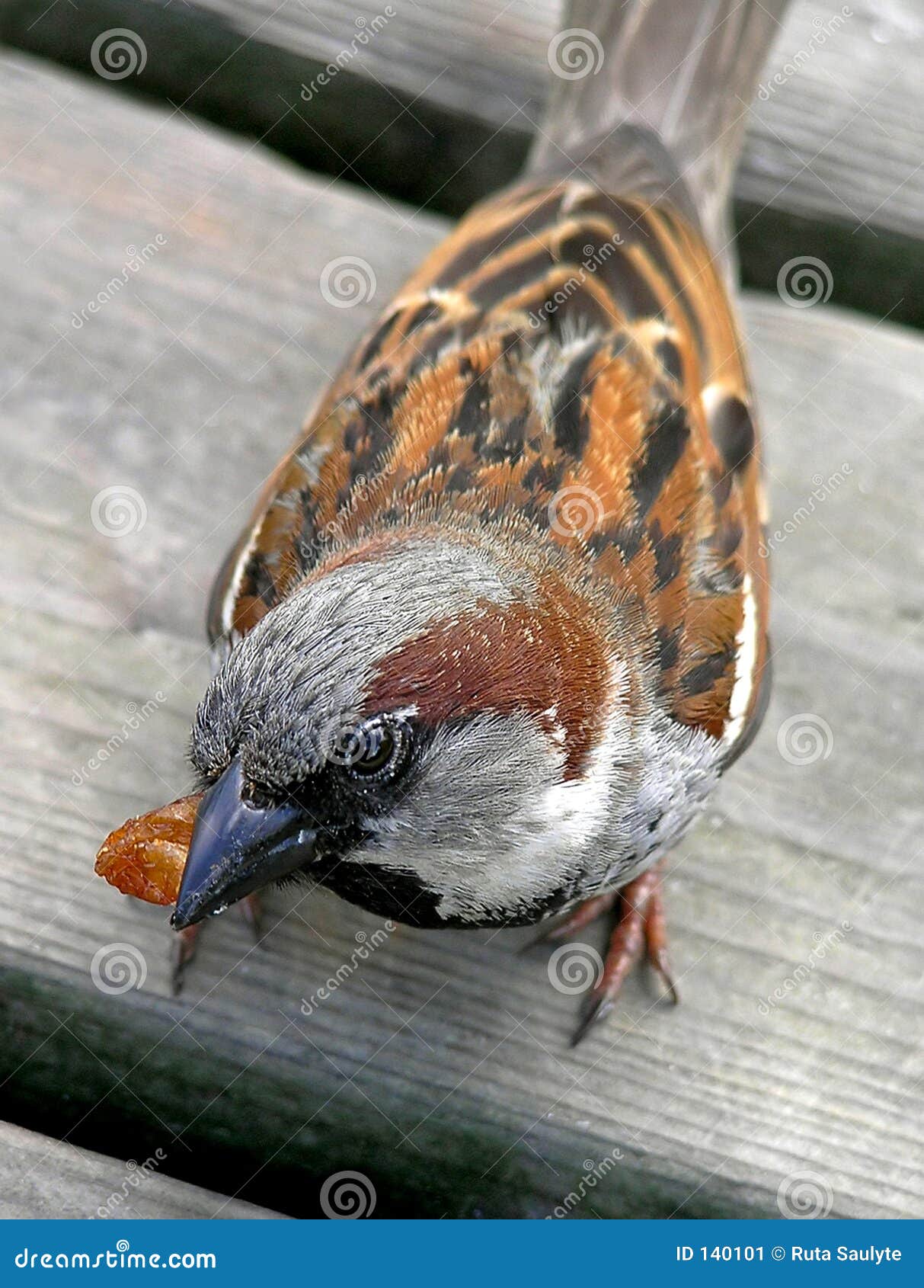 Spatz stockbild. Bild von liebling, hungrig, federn, nahrung - 140101