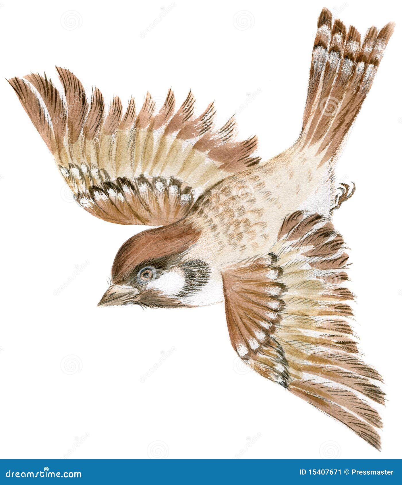 Spatz stock abbildung. Illustration von gezeichnet, piepmatz - 15407671