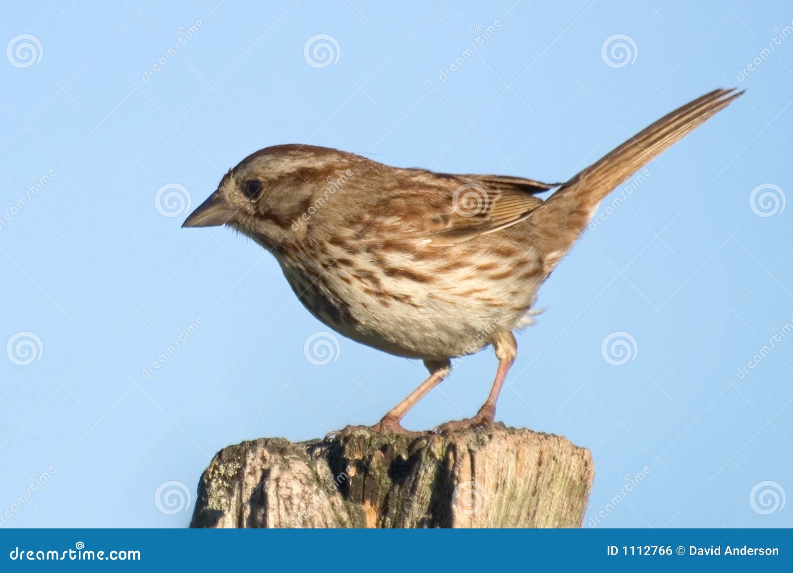 Spatz 2 stockfoto. Bild von feder, nave, lebendig, flugwesen - 1112766