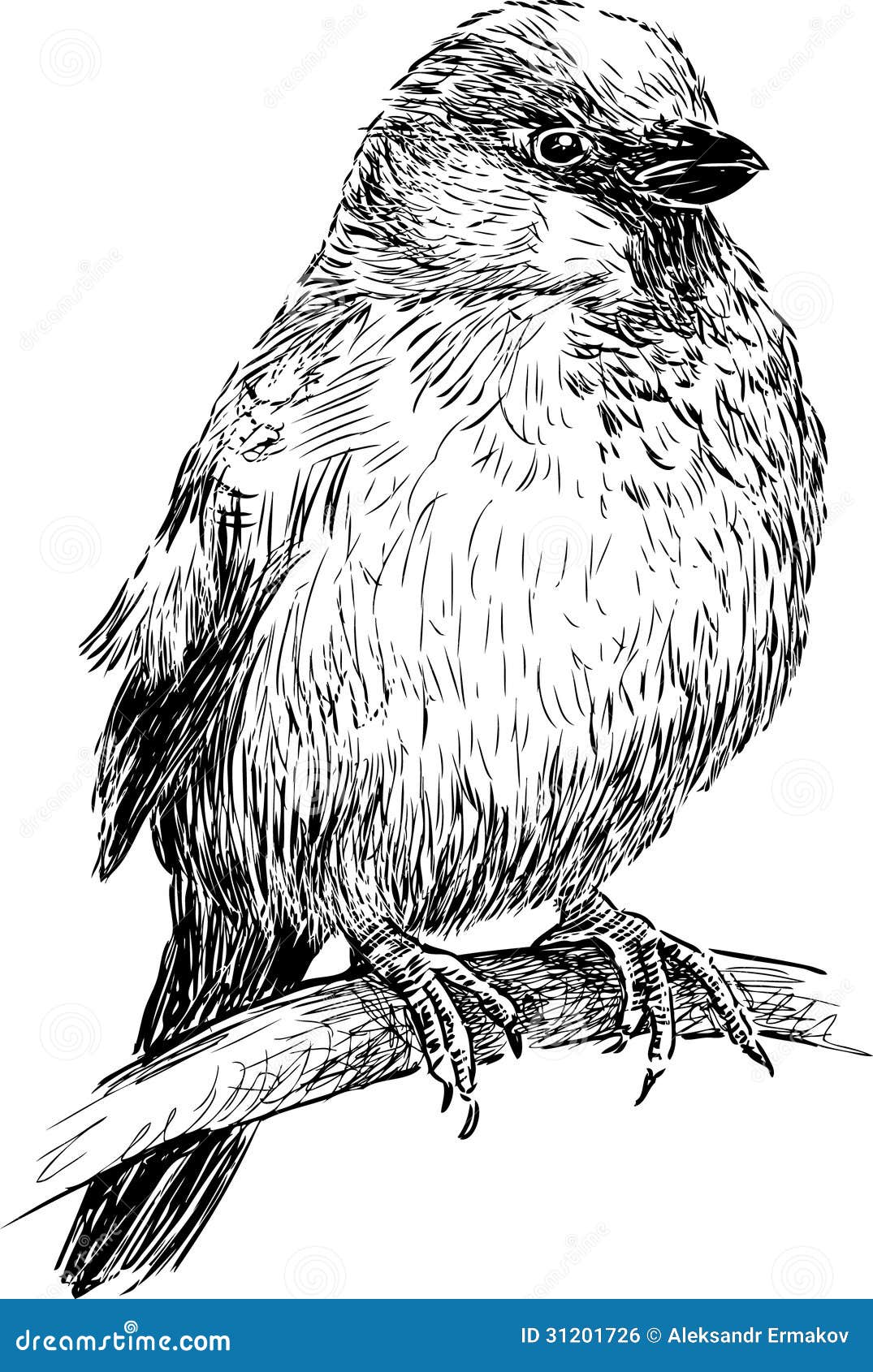 Spatz vektor abbildung. Illustration von tier, flaumig - 31201726